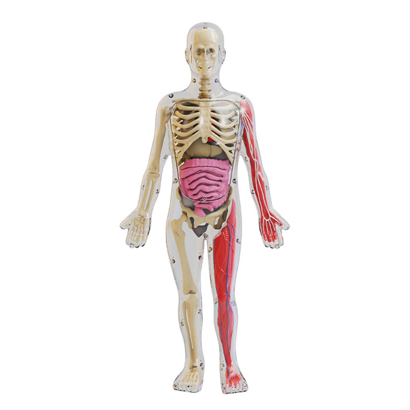 Ivy Bronx Human Body Model with Tray Tweezers Glow-in-the-dark ...
