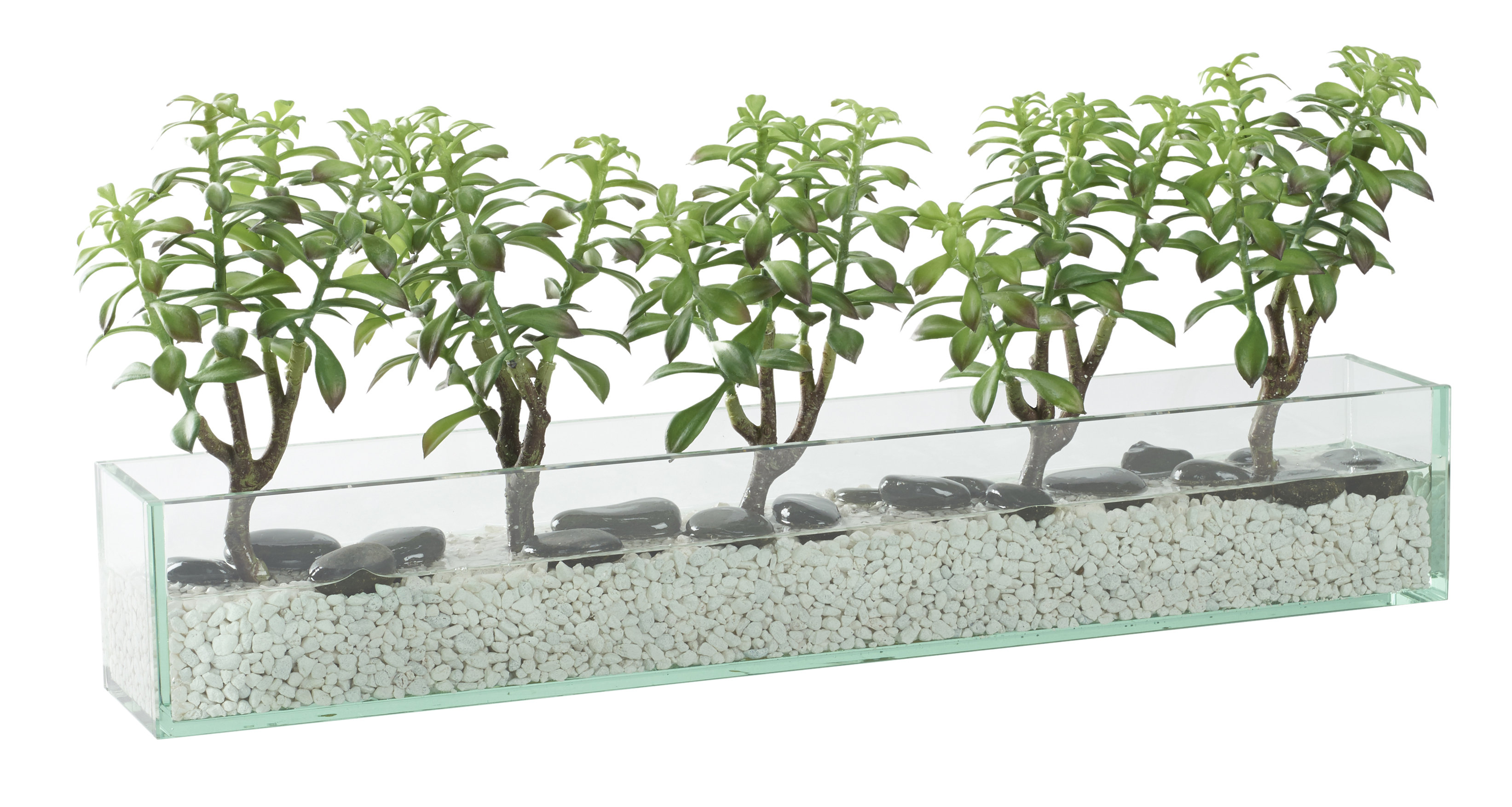 Primrue Tree Succulents In Rectangle Aquarium Glass | Wayfair