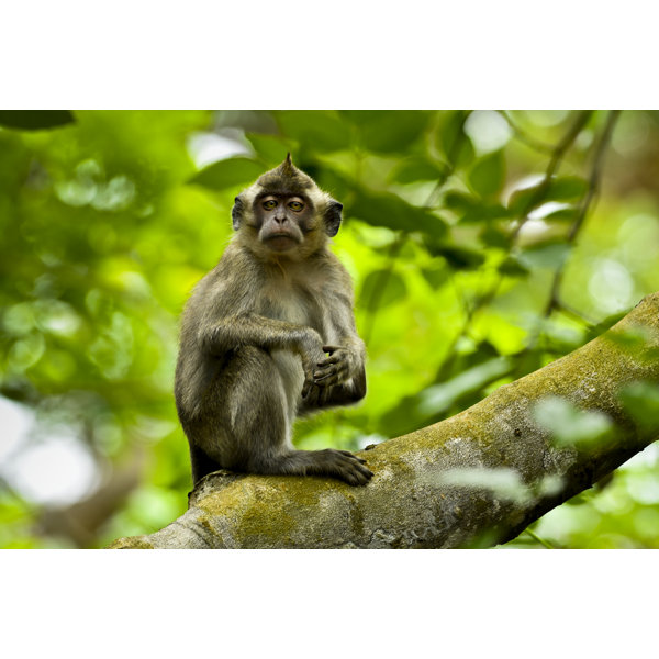 17 Stories Wild Macaque Monkey by Pascal Lagesse - Wrapped Canvas Print ...