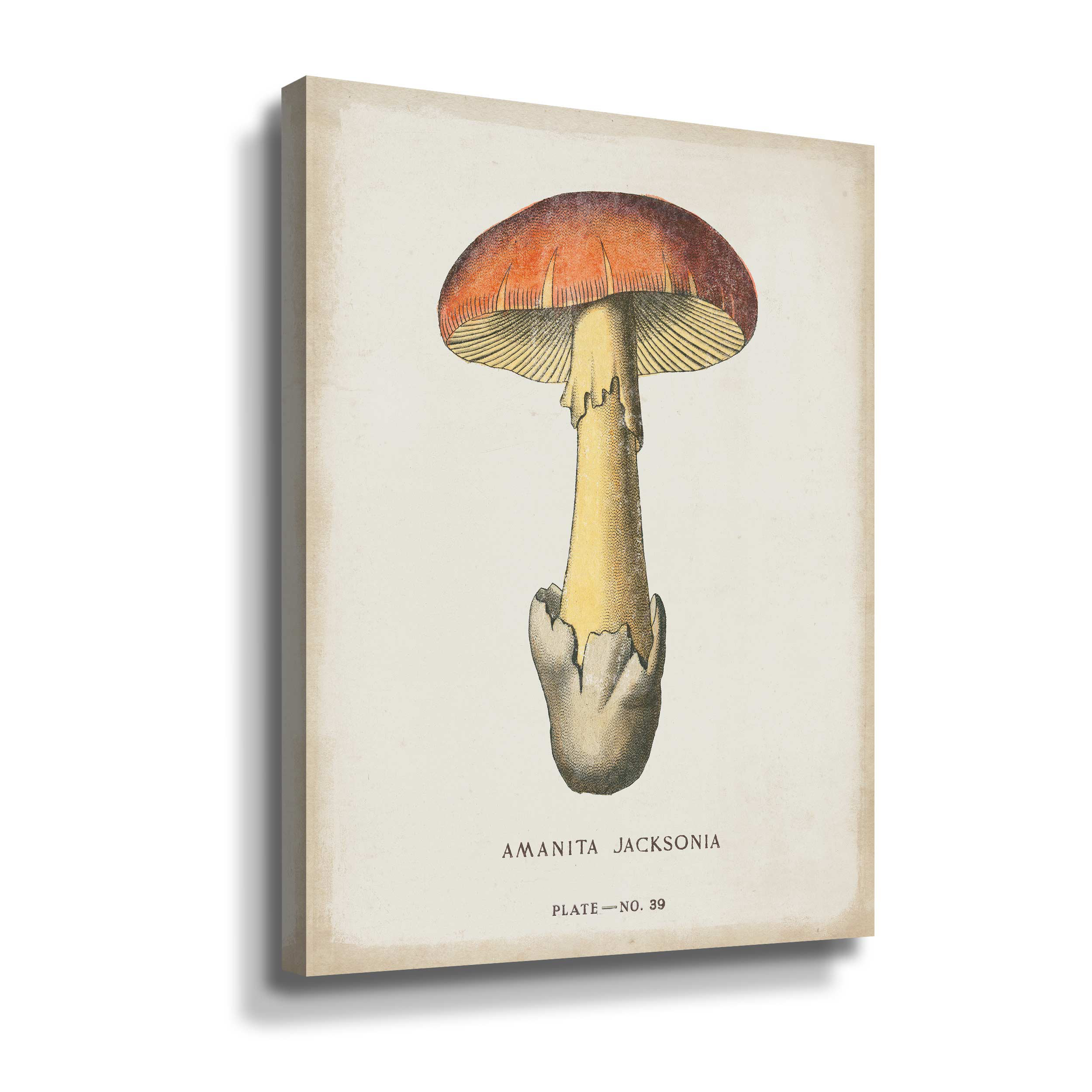 Trinx Mushroom Study IV - Wrapped Canvas Graphic Art | Wayfair