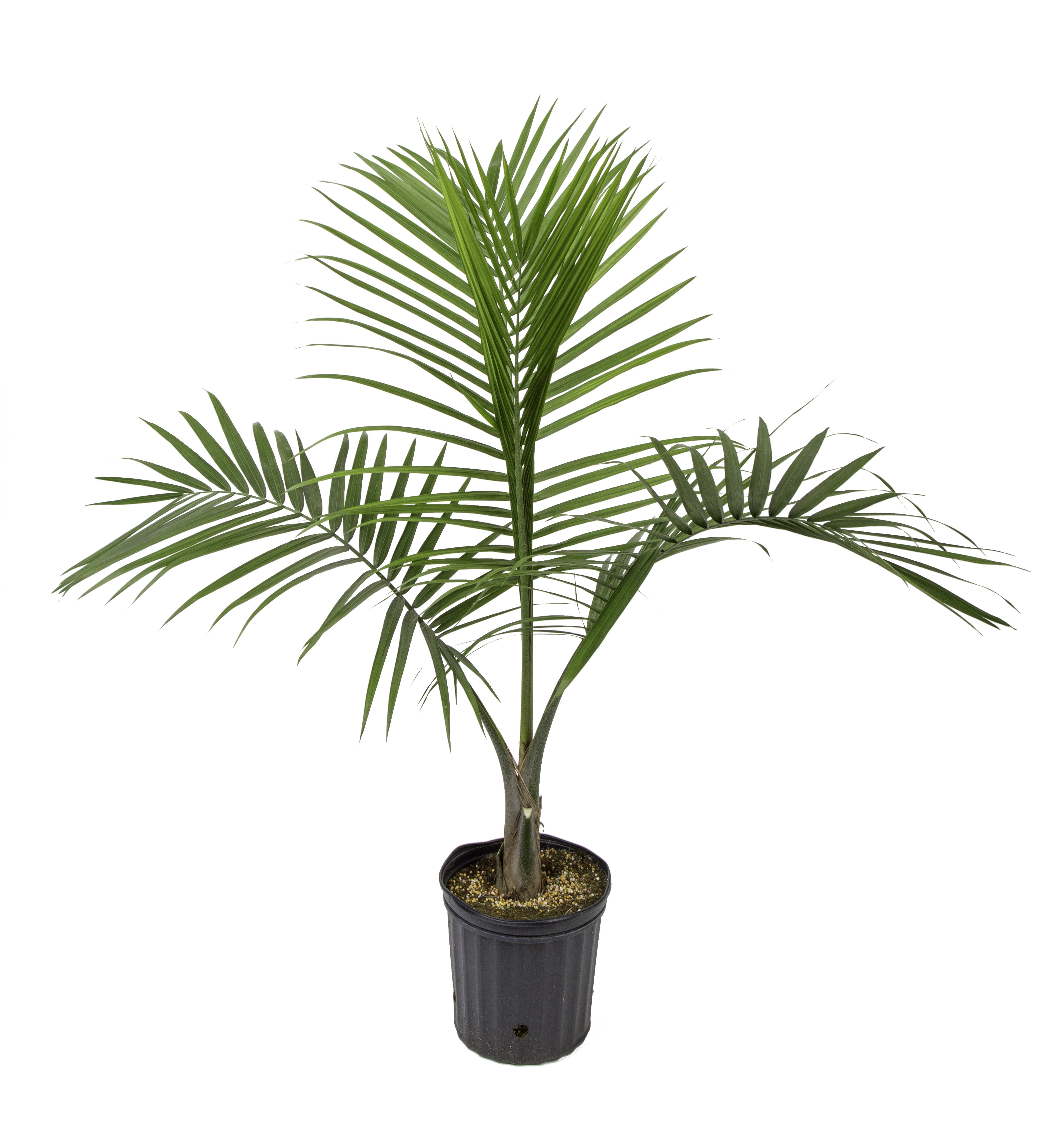 Costa Farms Indoor Easy Care Majesty Palm House Plant in 10-inch Grow ...