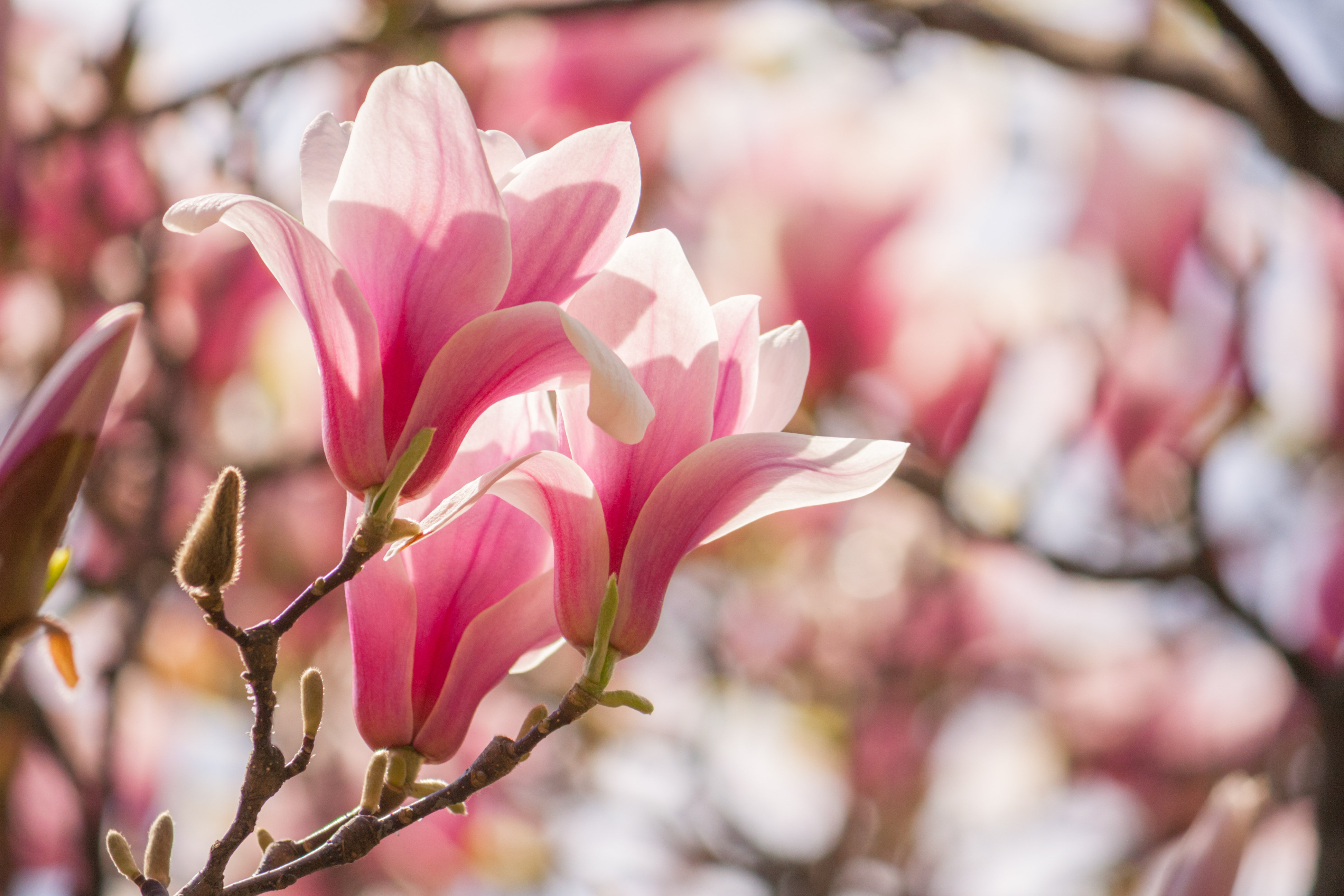 Ebern Designs Magnolia Red on a Blurry Background by Vidok | Wayfair