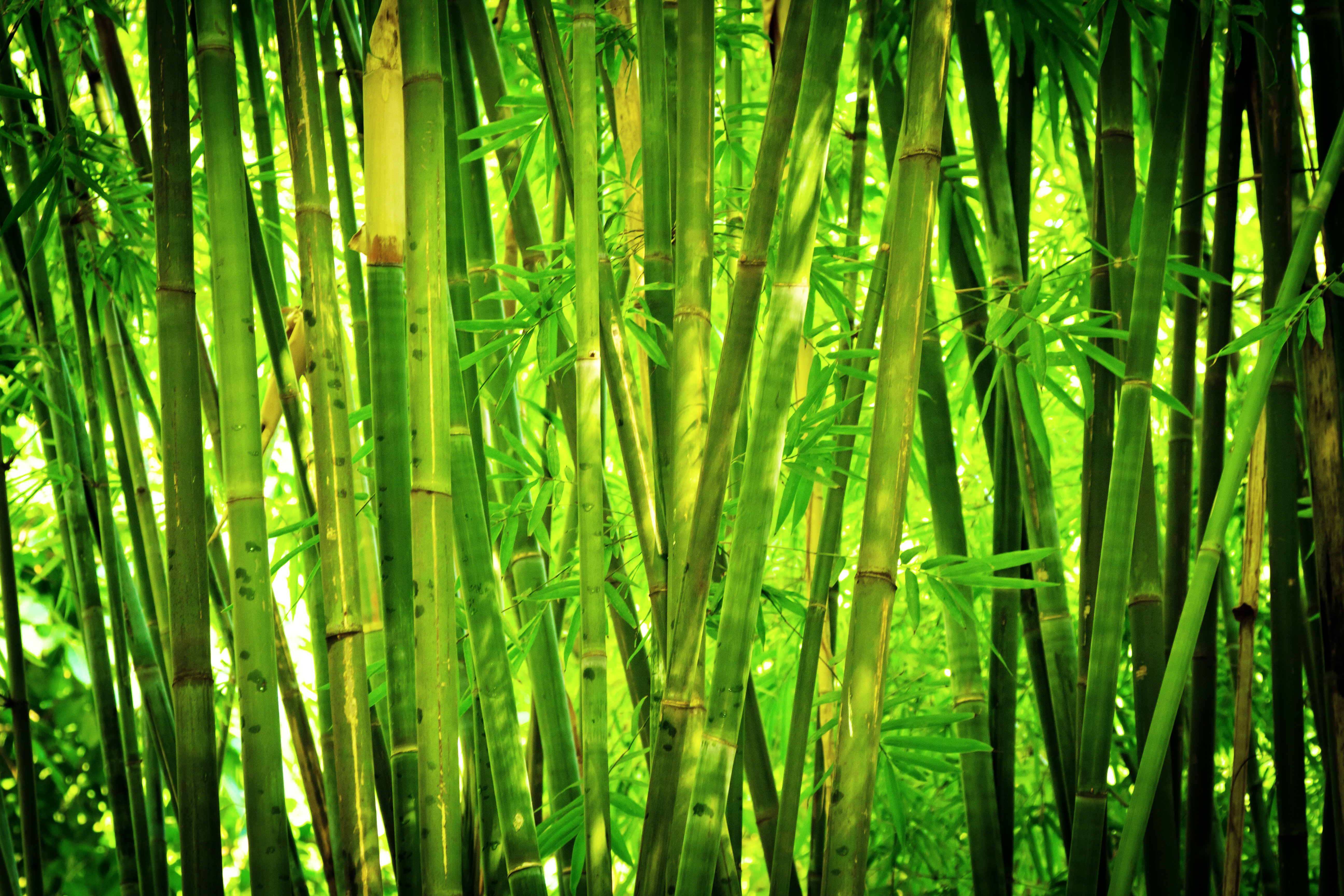 Bay Isle Home™ Bamboo Forest by Nikada | Wayfair