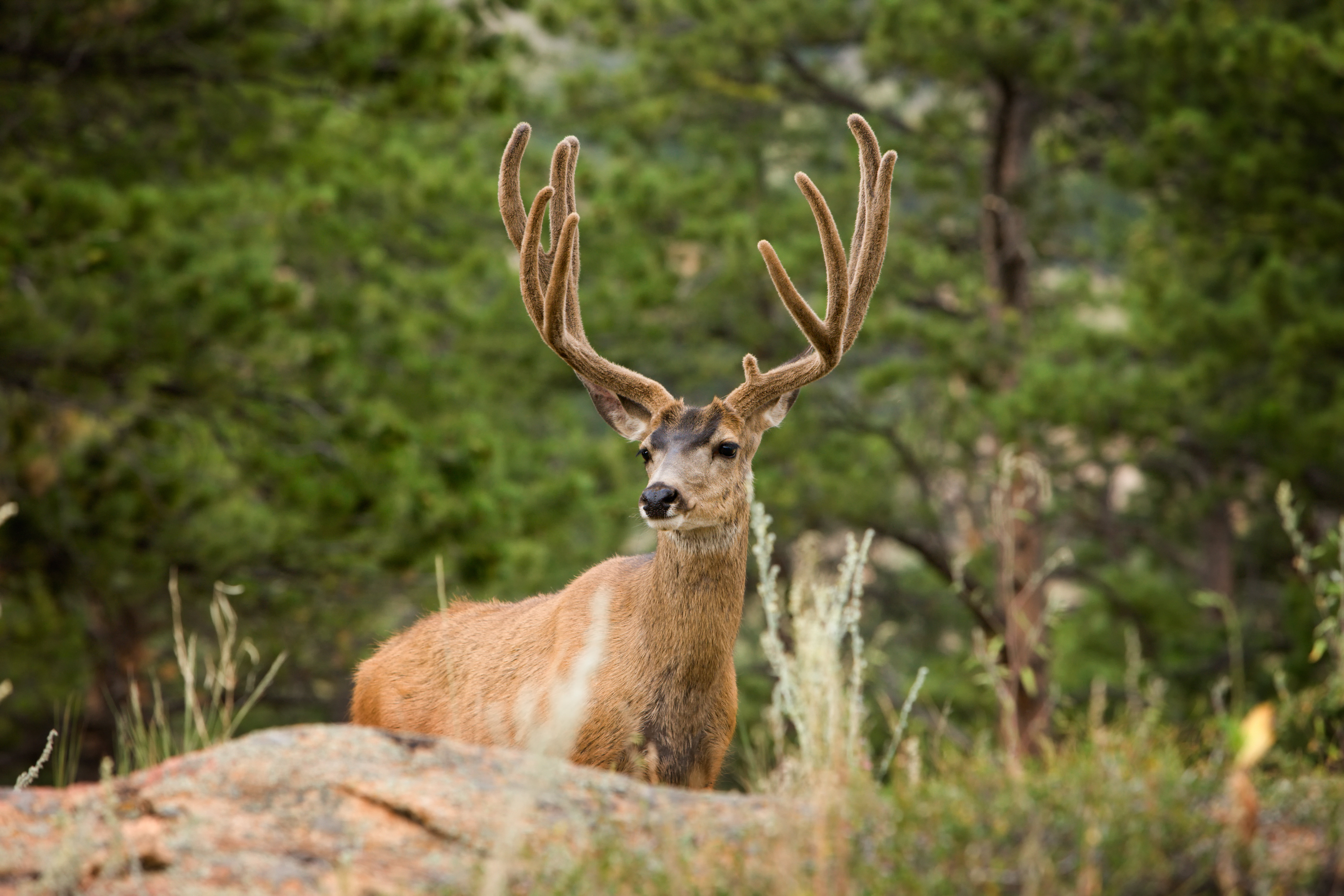 Millwood Pines Regal Wild Mule Deer by Jimkruger | Wayfair