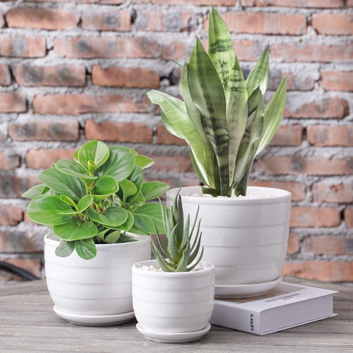 Ceramic Planters You'll Love | Wayfair