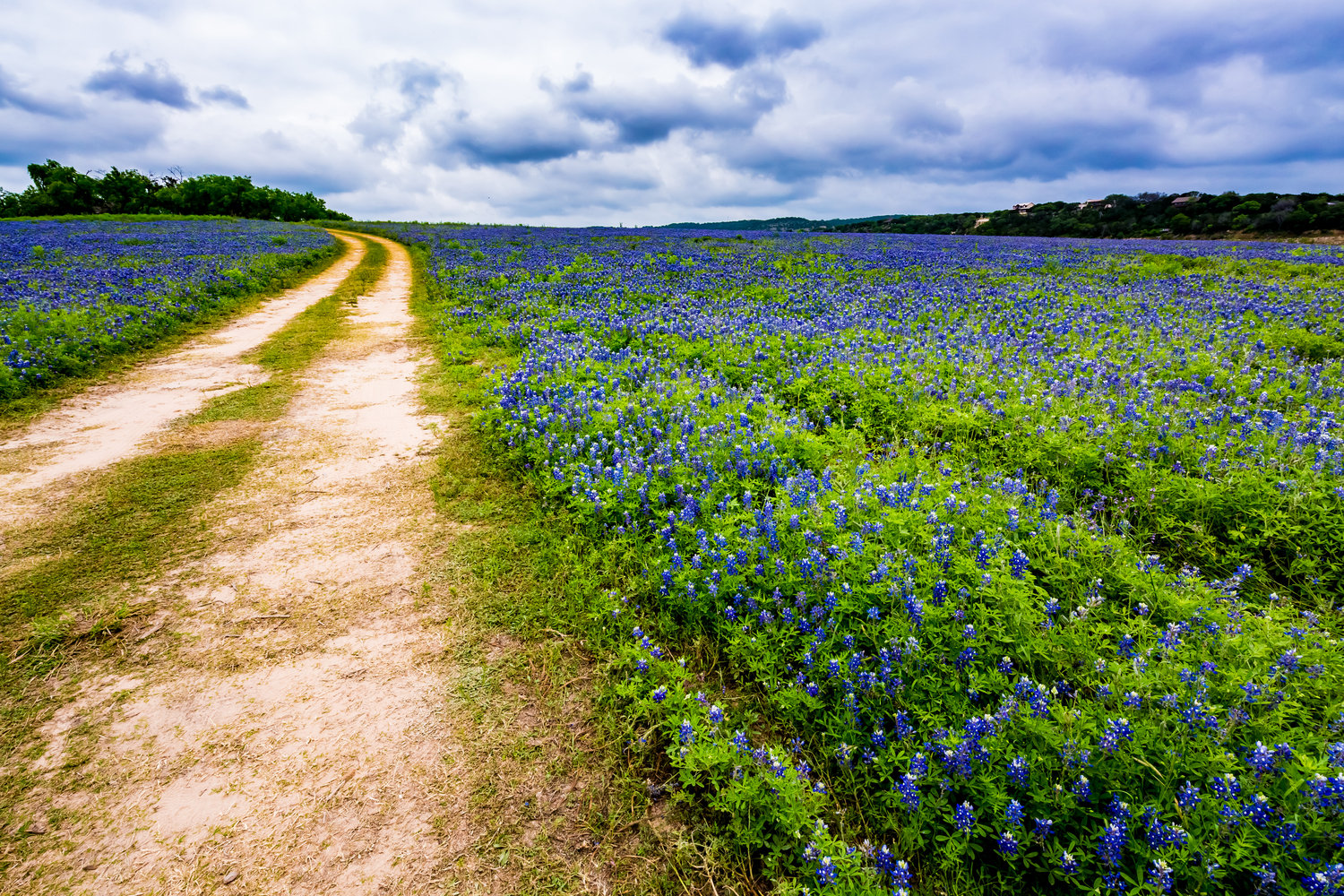 Ebern Designs Field of Texas Bluebonnet - Wrapped Canvas Photograph ...