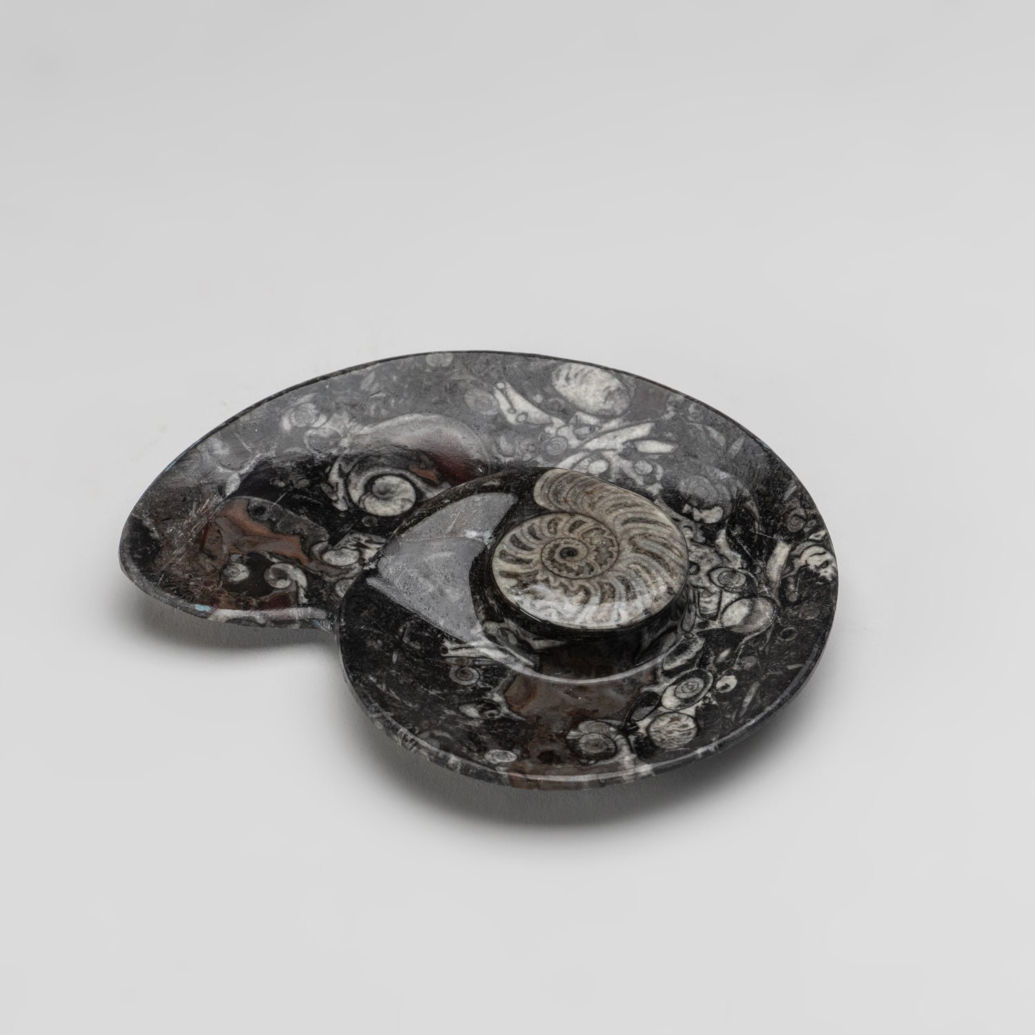 Astro Gallery of Gems Polished Ammonite And Orthoceras Fossil Plate (1. ...