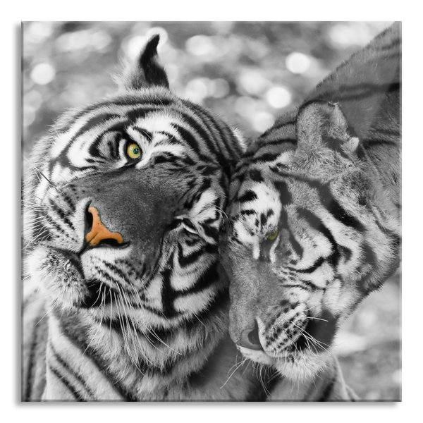 17 Stories Two Nuzzling Tigers - No Frame Print on Glass | Wayfair.co.uk