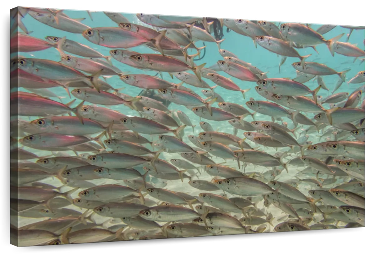 Ebern Designs Crowle Underwater Tropical Fish - Wayfair Canada