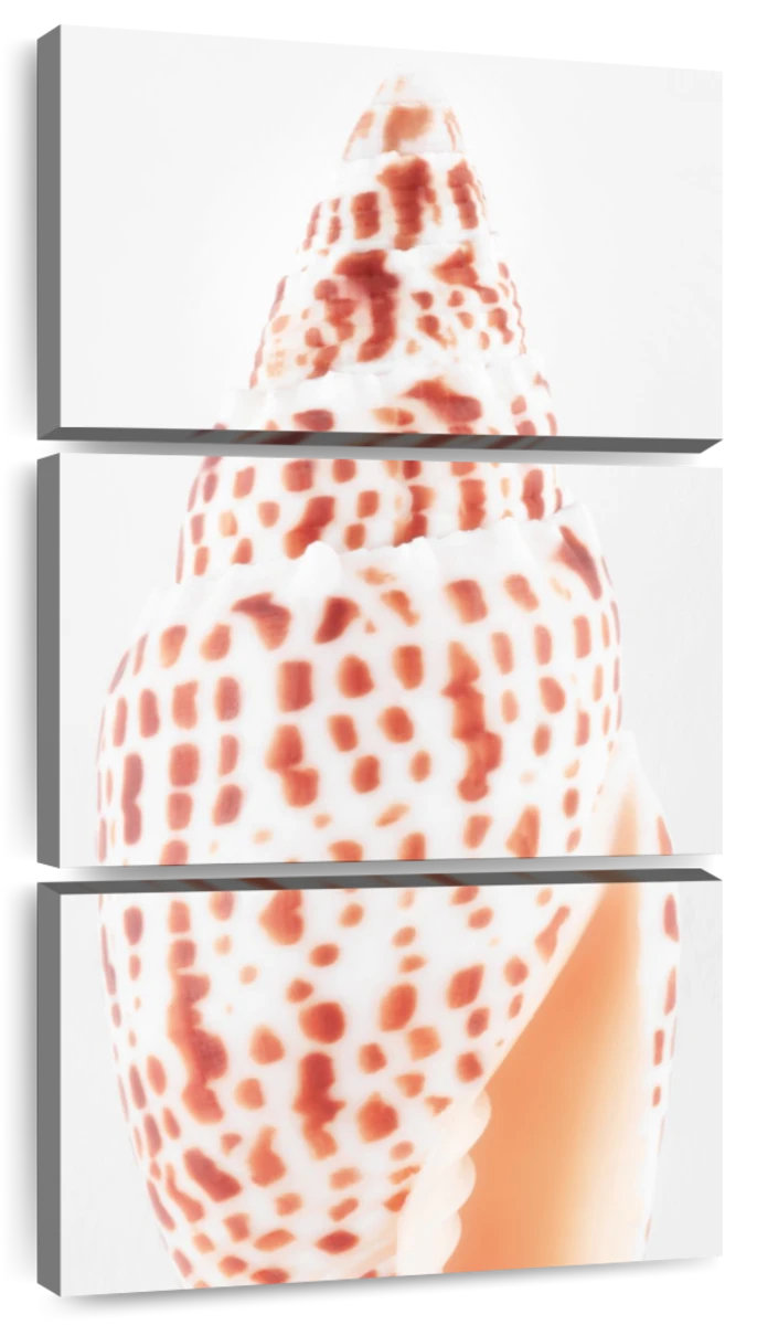 Beachcrest Home Mitre Shell I - Wayfair Canada