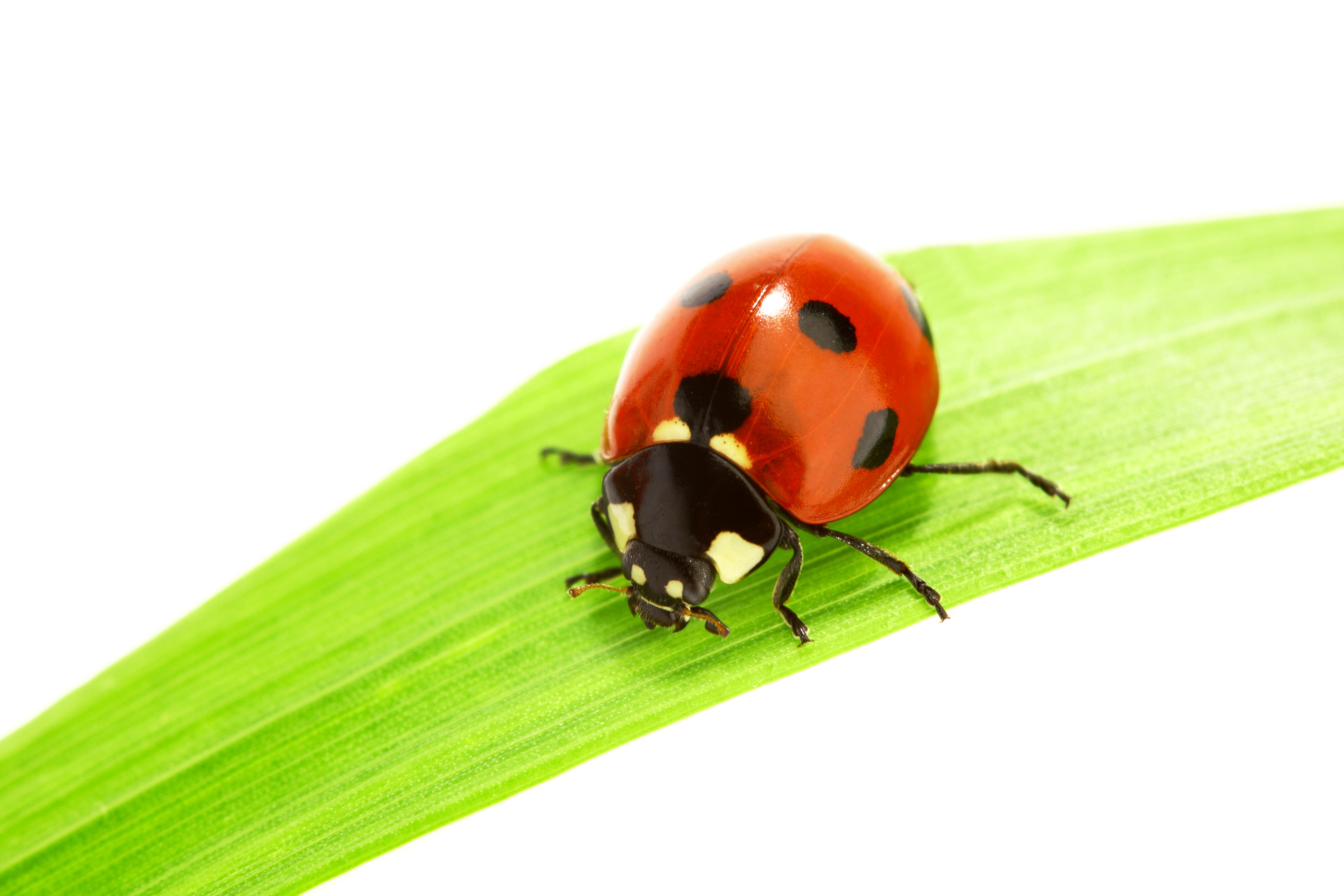 Hokku Designs Otoe Ladybug On Grass by Ivanmikhaylov | Wayfair
