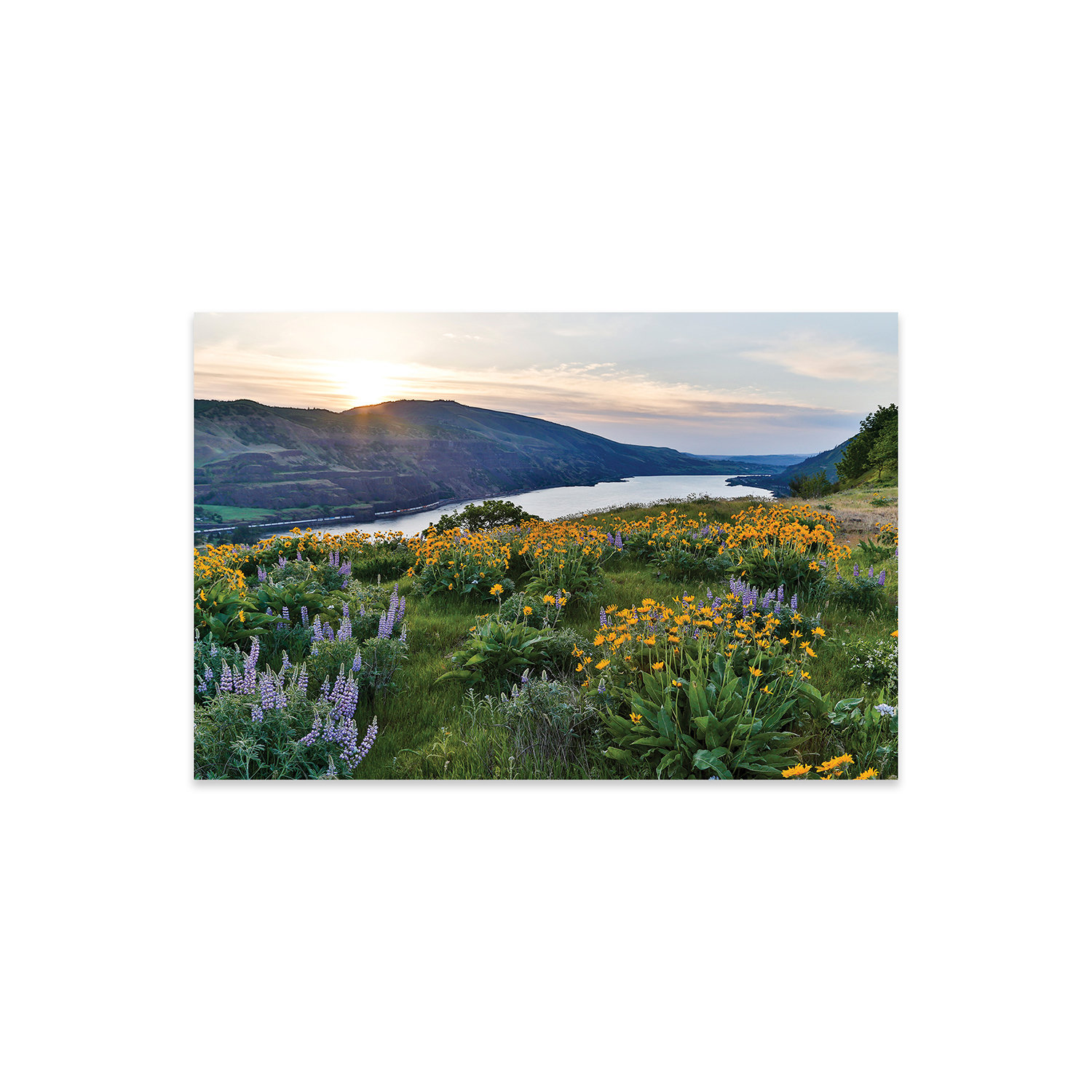 Millwood Pines Fields of Balsamroot and Lupineon the Hills Above the ...