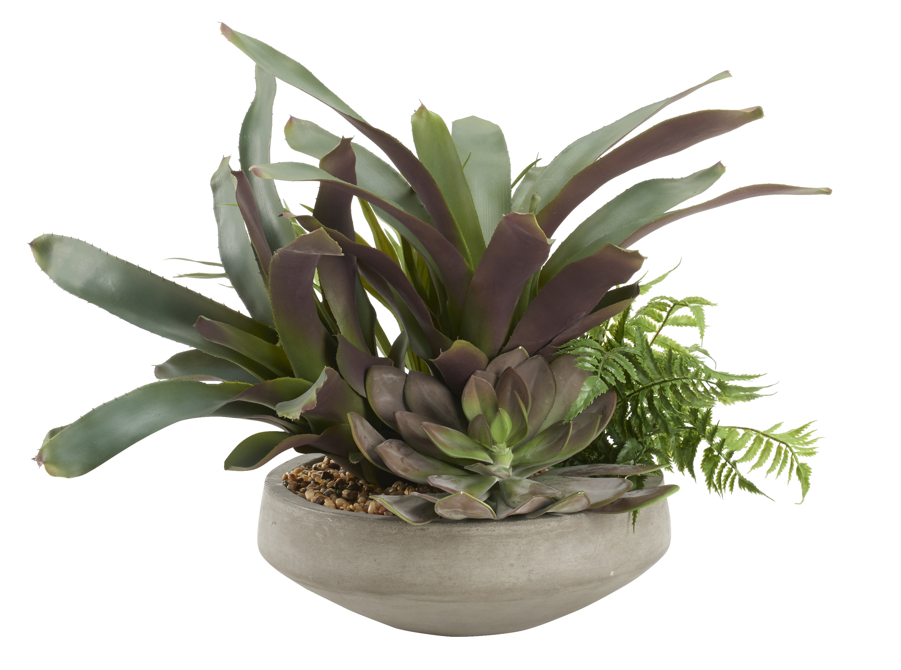 Primrue Pineapple Leaf Plants With Leather Fern And Echeveria In ...
