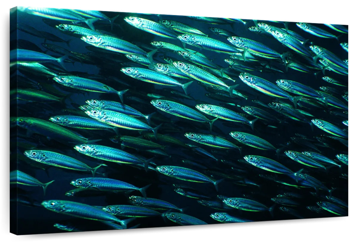 Ebern Designs Shoal Of Fish | Wayfair