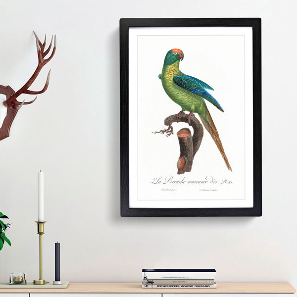 East Urban Home Peach-Fronted Parakeet by F. Levaillant - Picture Frame ...