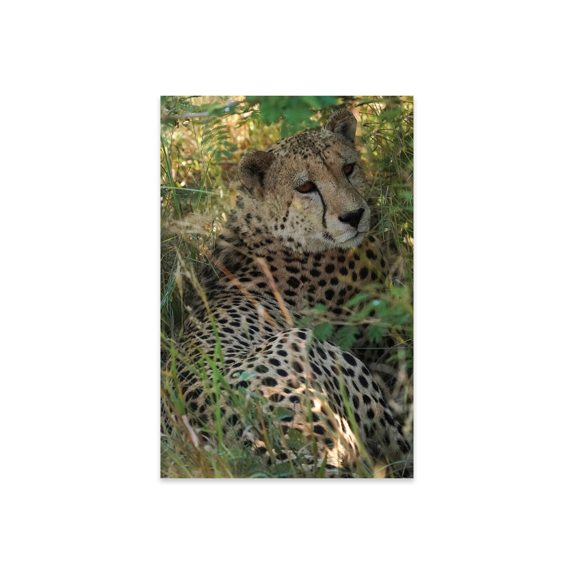 iCanvas African Cheetah Print On Acrylic Glass | Wayfair