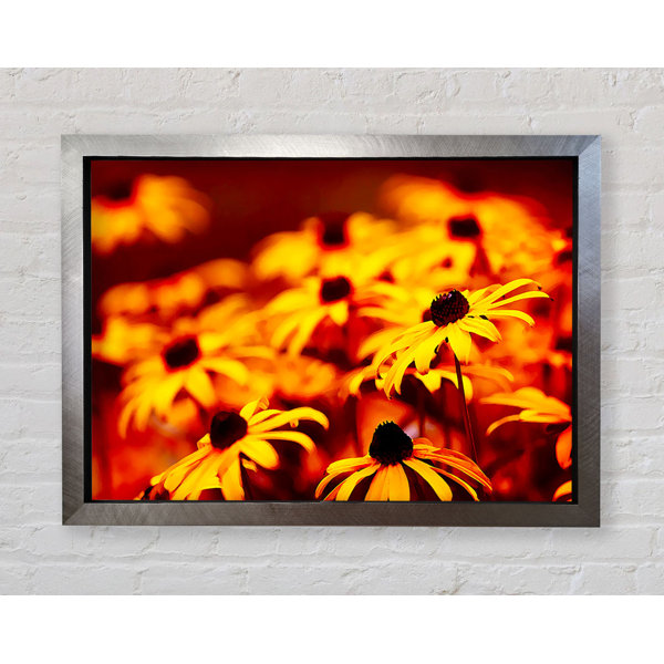 Bright Star Daisy Pom Poms - Single Picture Frame Art Prints | Wayfair ...