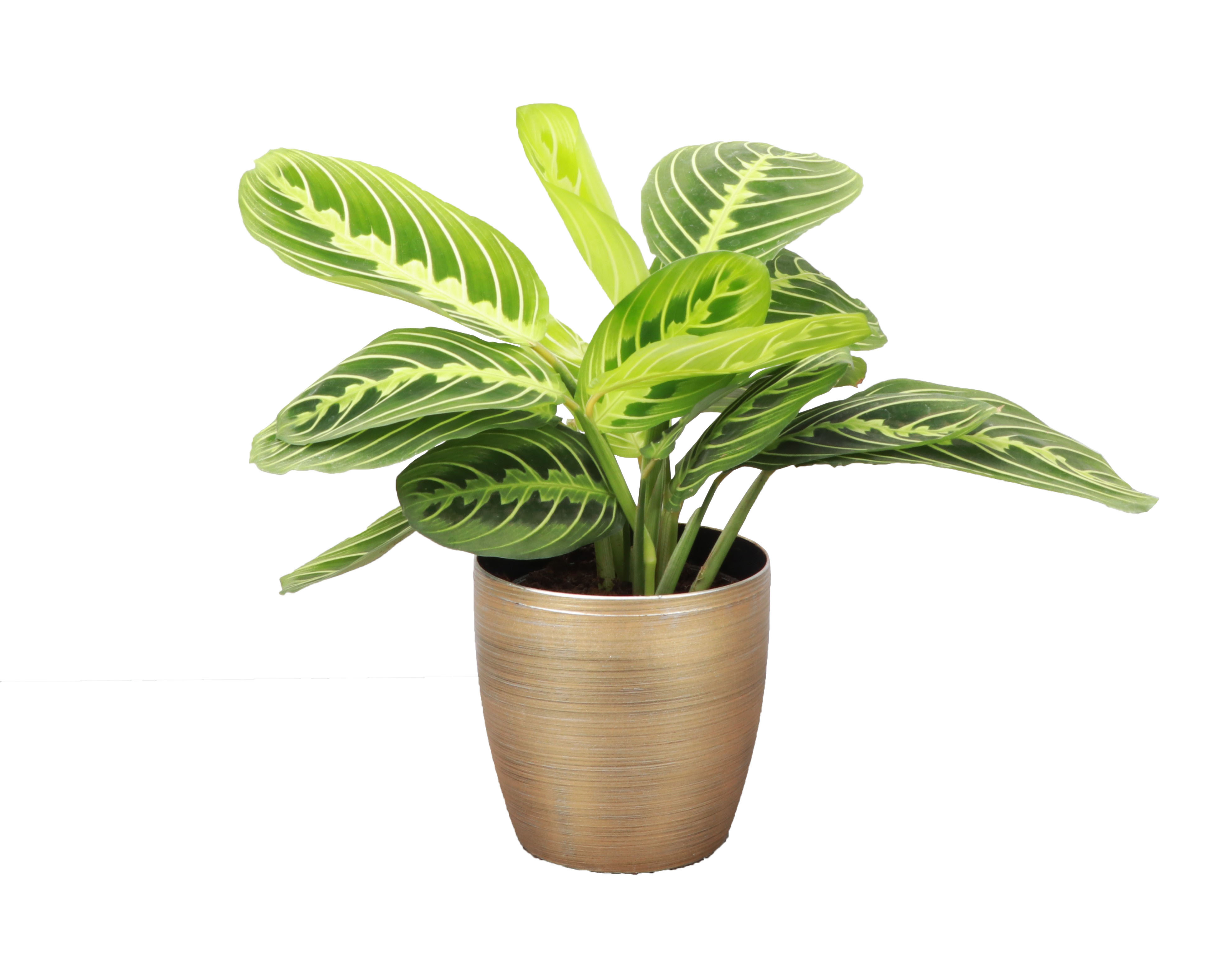 Thorsen's Greenhouse Live Lemon Lime Prayer Plant in Classic Pot | Wayfair