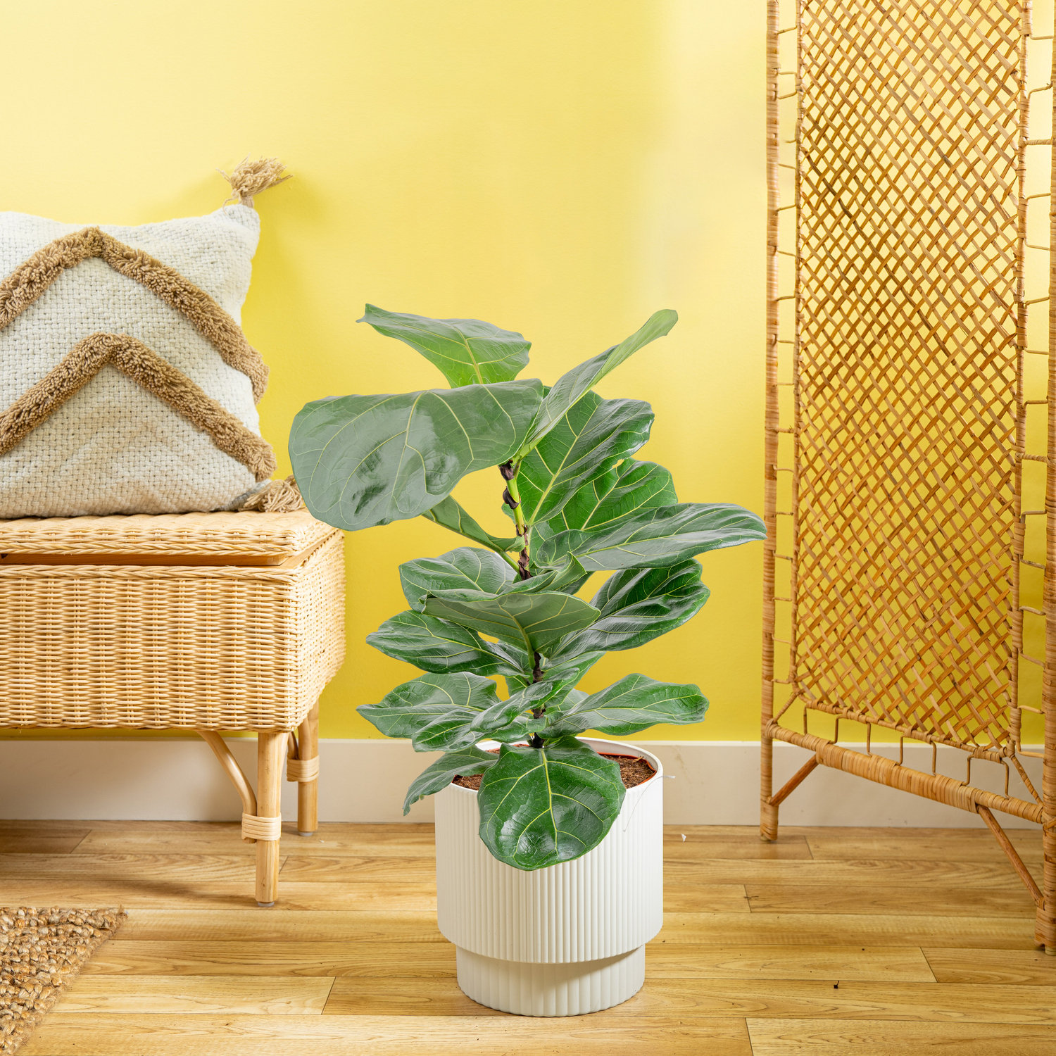 Costa Farms Indoor Fiddle Leaf Fig Ficus Lyrata Column House Plant in ...