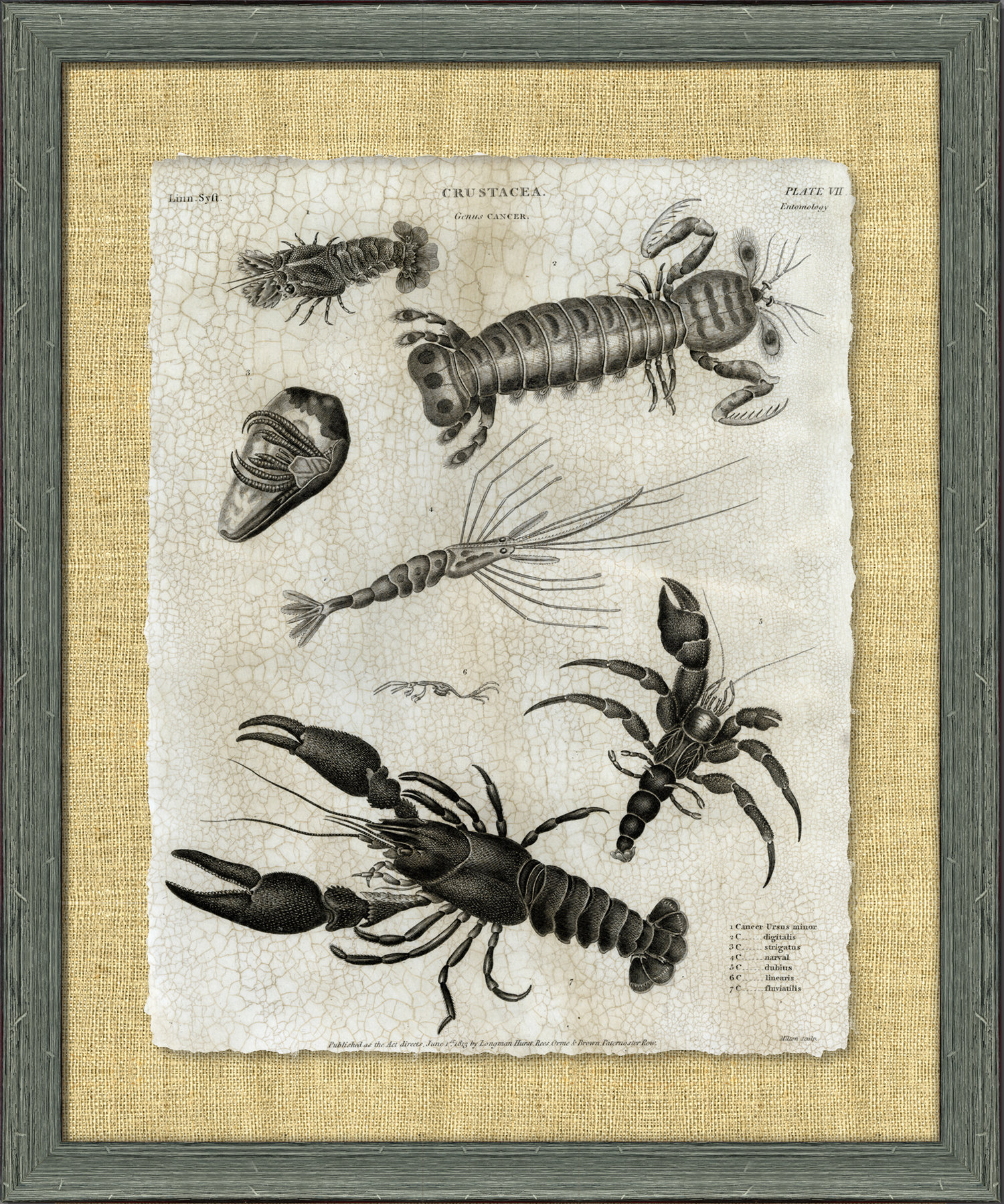 Wendover Art Group Crackled Crustacean II - Picture Frame Print ...