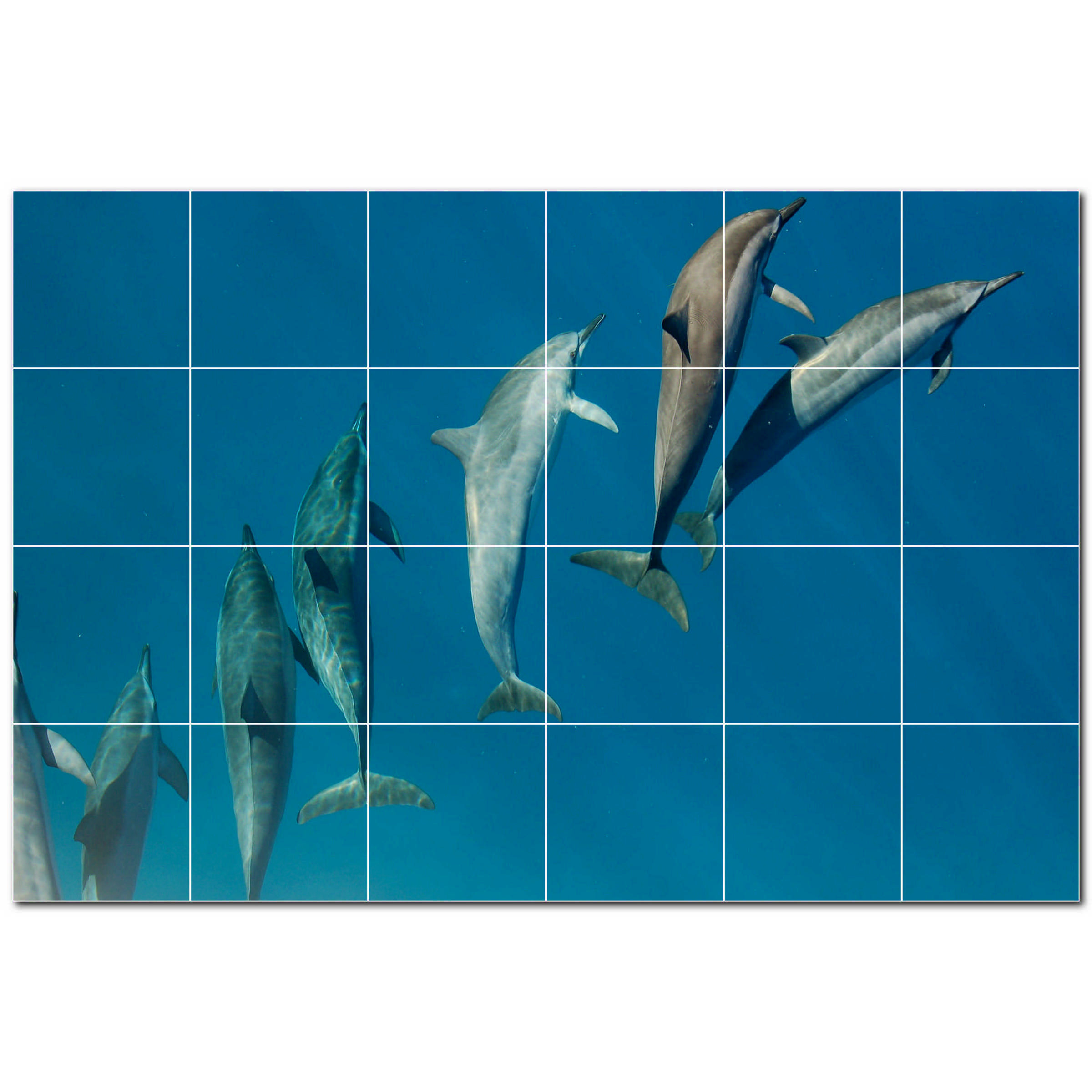 Picture-Tiles.com Dolphin Photo 6'' x 6'' Satin Ceramic Decorative ...