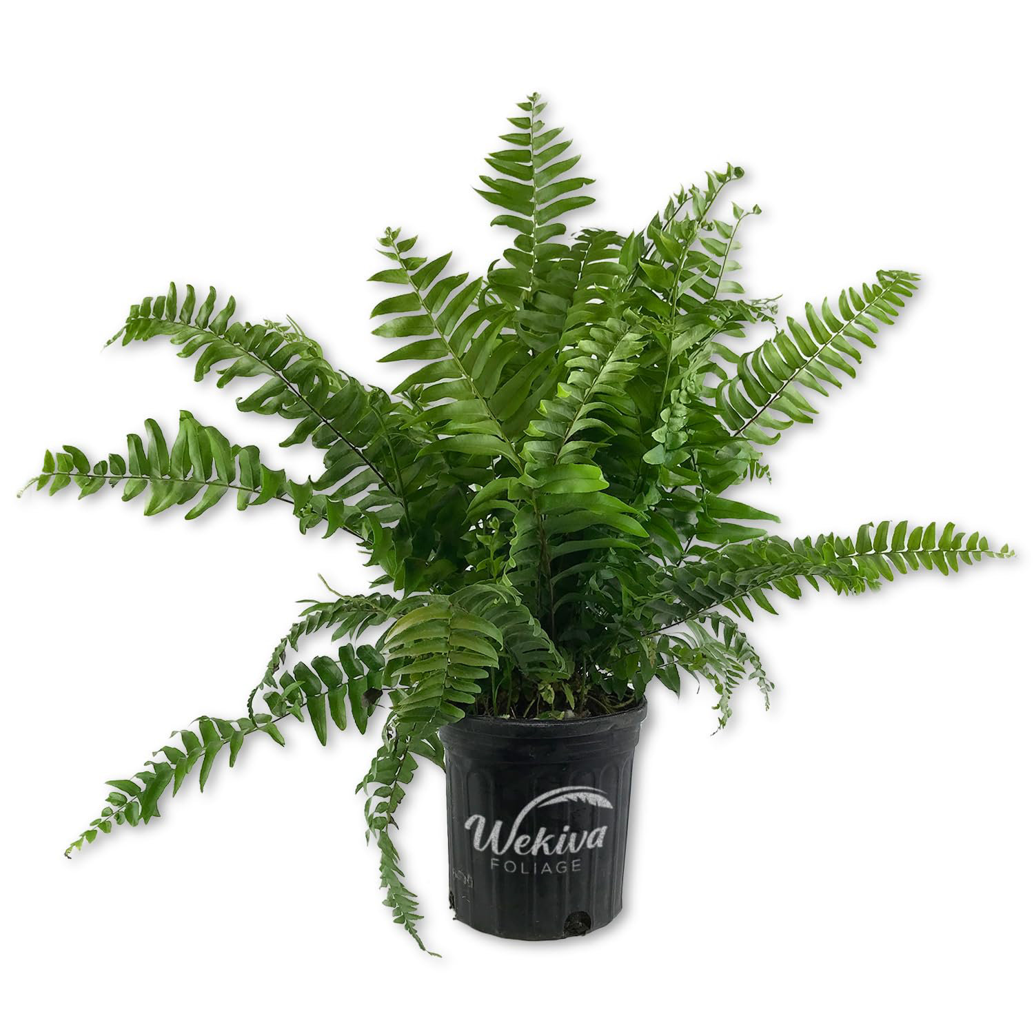 Wekiva Foliage LLC Macho Fern - Live Plant in a Pot - Gallon ...