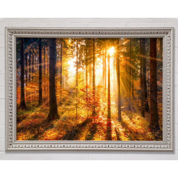 Bright Star Autumn Sunray Through The Forest - Single Picture Frame ...