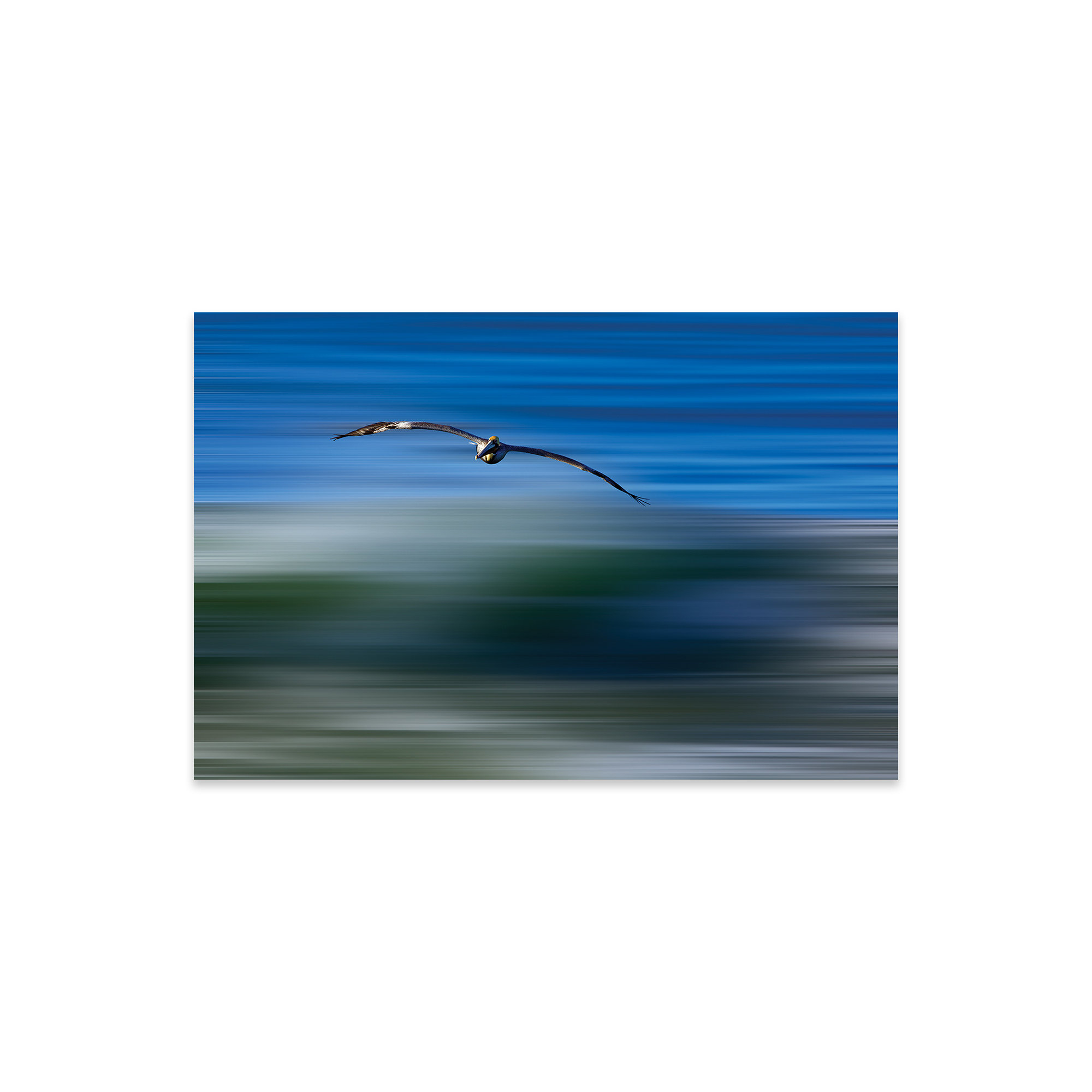 Ebern Designs Pelican Abstract On Plastic/Acrylic by David Orias ...