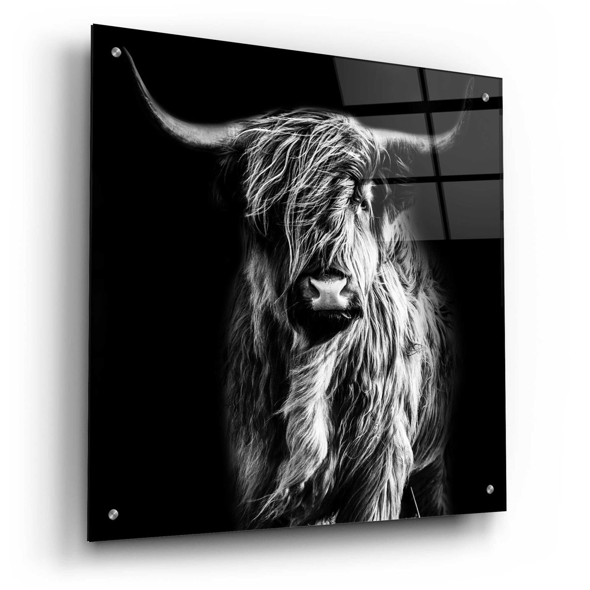 Union Rustic 'Hippy Highland Cow' By Epic Portfolio Acrylic Glass Wall ...
