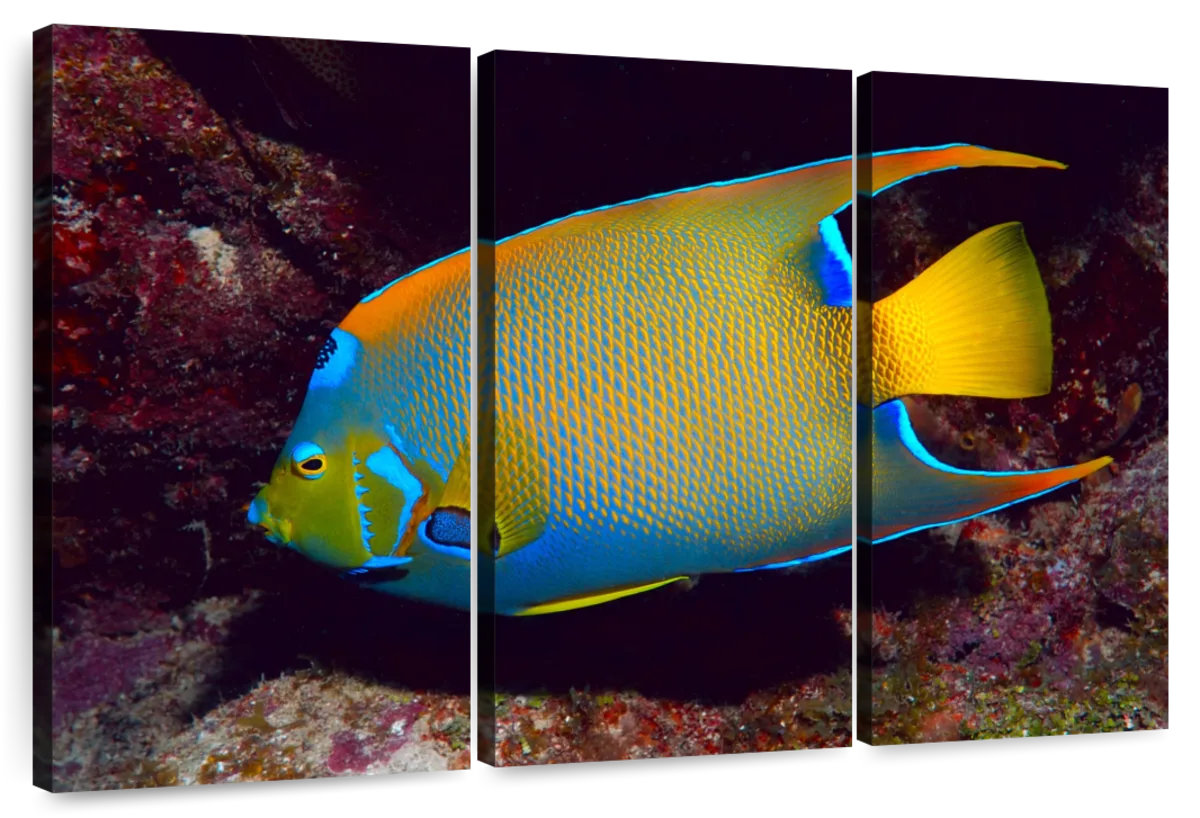Ebern Designs Brampt Glowing Queen Angelfish | Wayfair