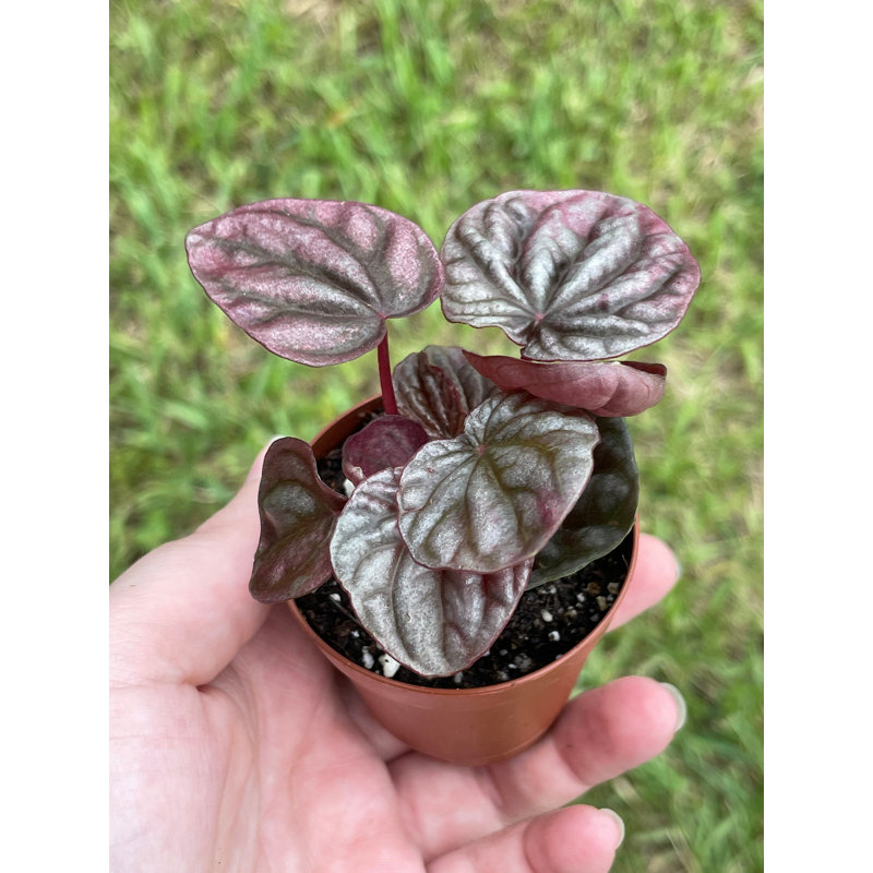 Florida House Plants Red Peperomia Caperata Red Emerald Ripple Frost ...