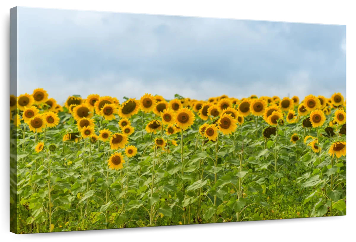 Millwood Pines Alvord Summer Day Sunflowers | Wayfair