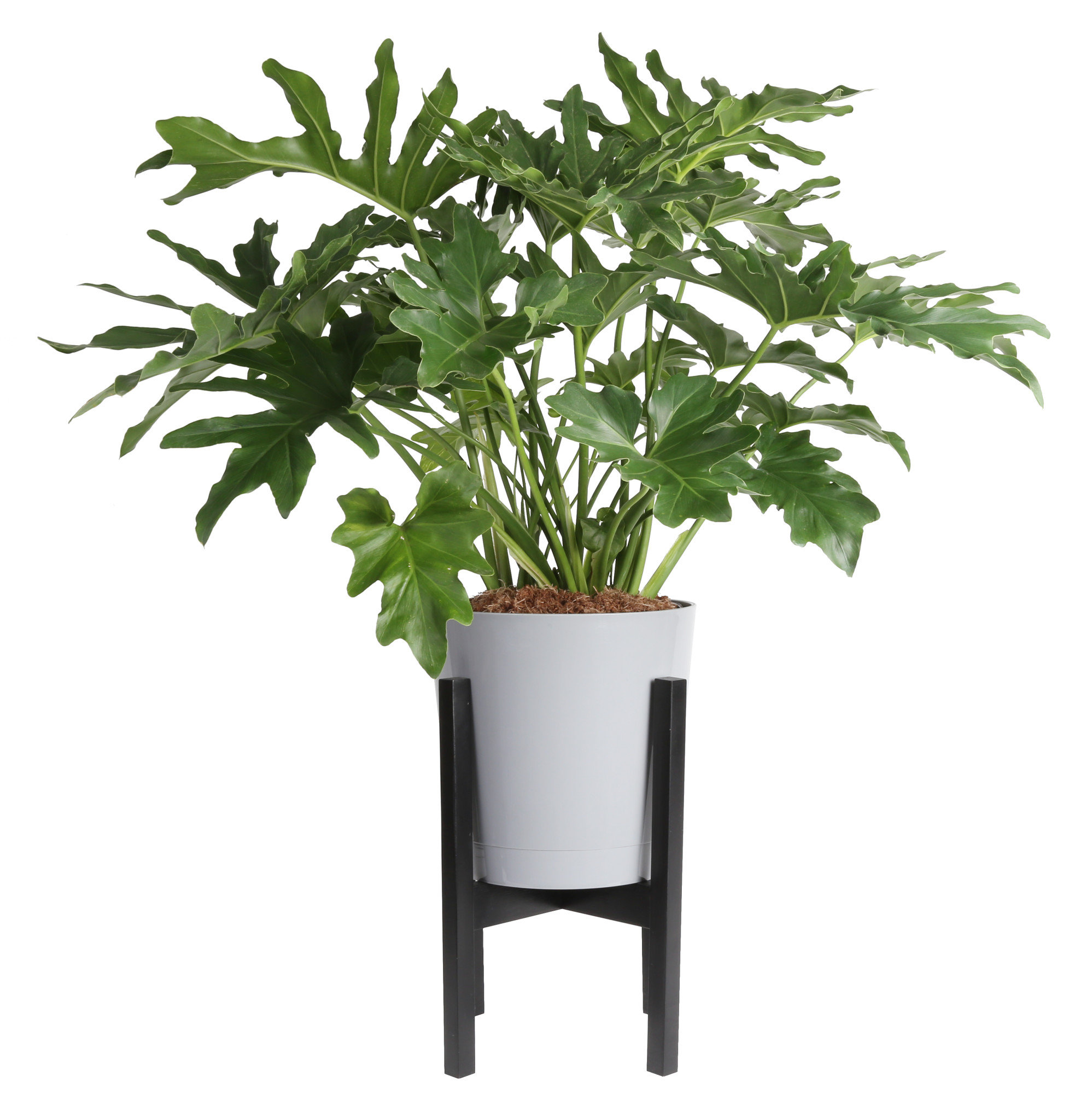 Costa Farms Indoor Philodendron Selloum House Plant in 10-inch Décor ...