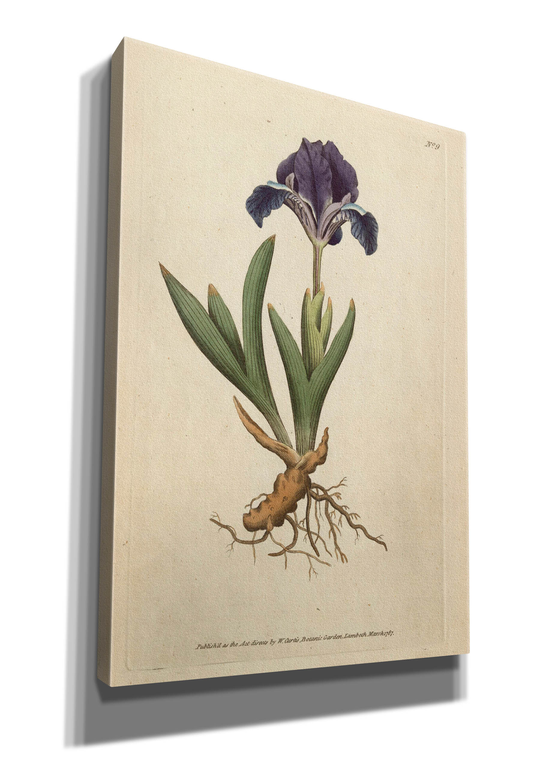 Epic Graffiti 'Dwarf Iris' by Art Licensing Studio Canvas Wall Art, 18 ...