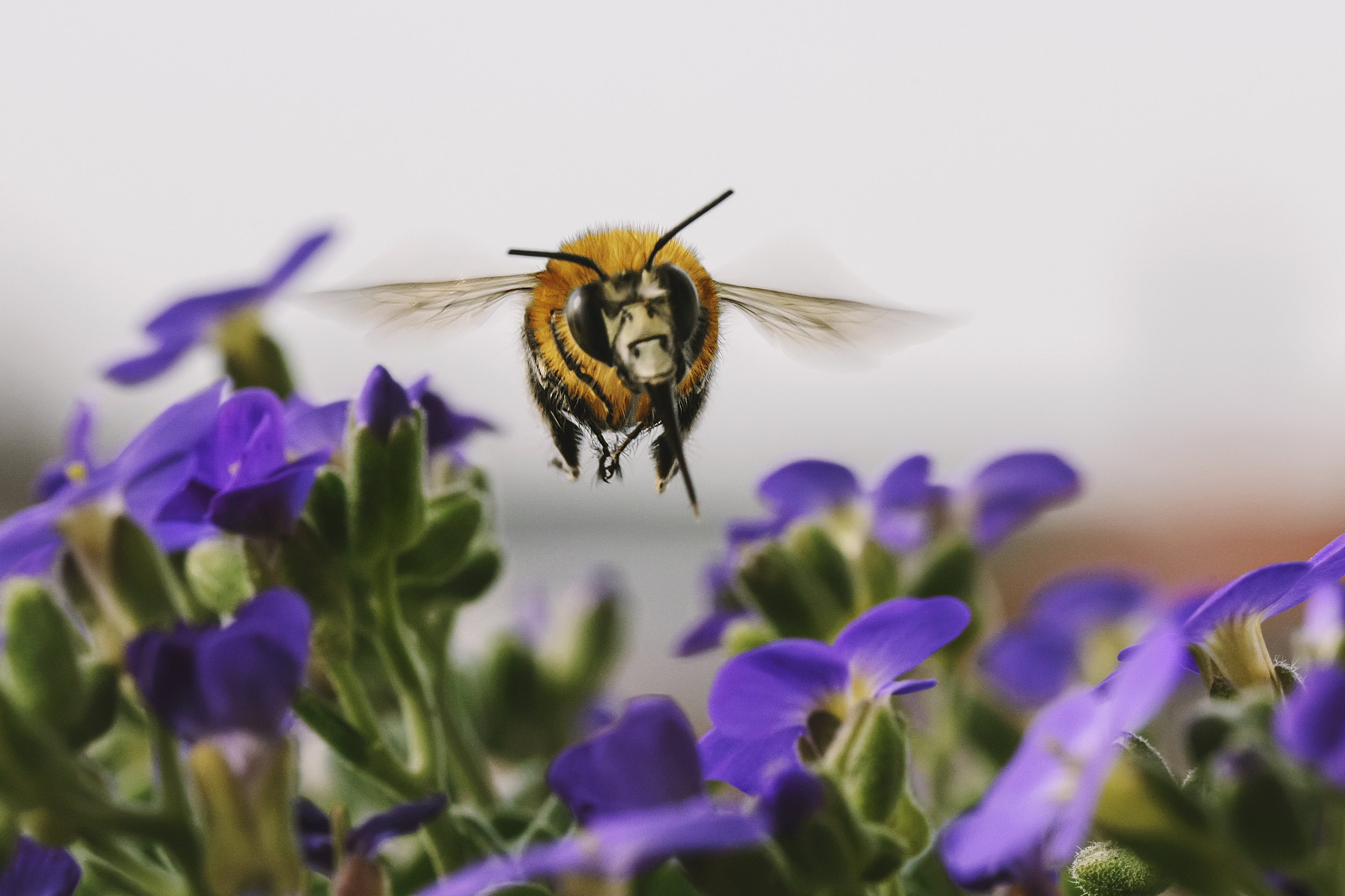Gracie Oaks Honey Bee | Wayfair