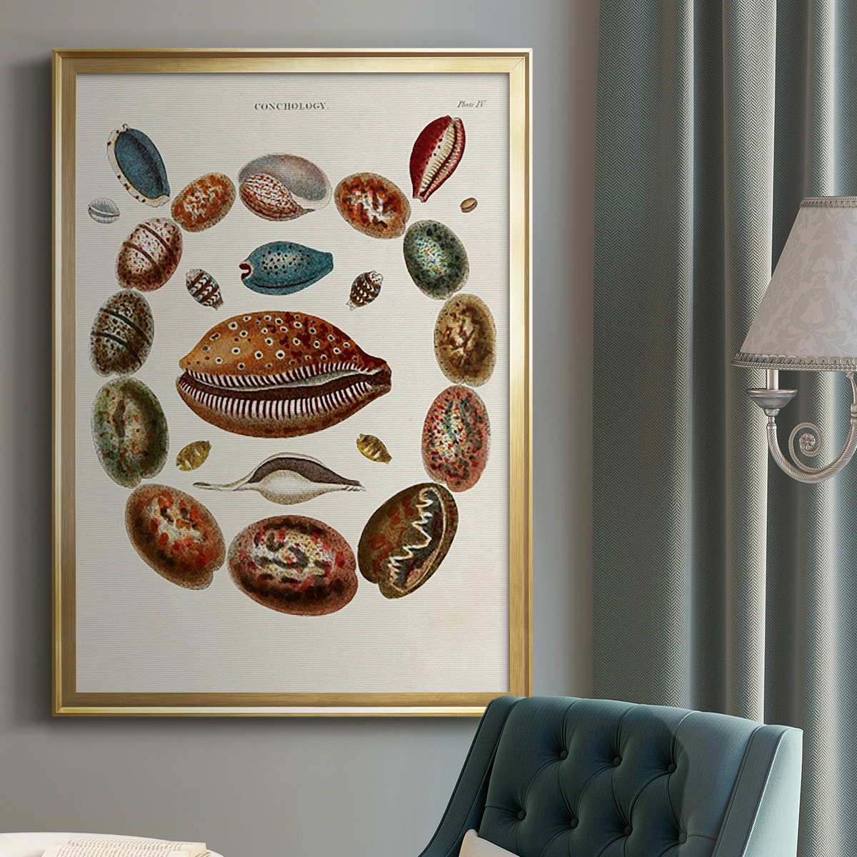 Dovecove Spiral Shell Formation II Premium Framed Print - Ready To Hang ...