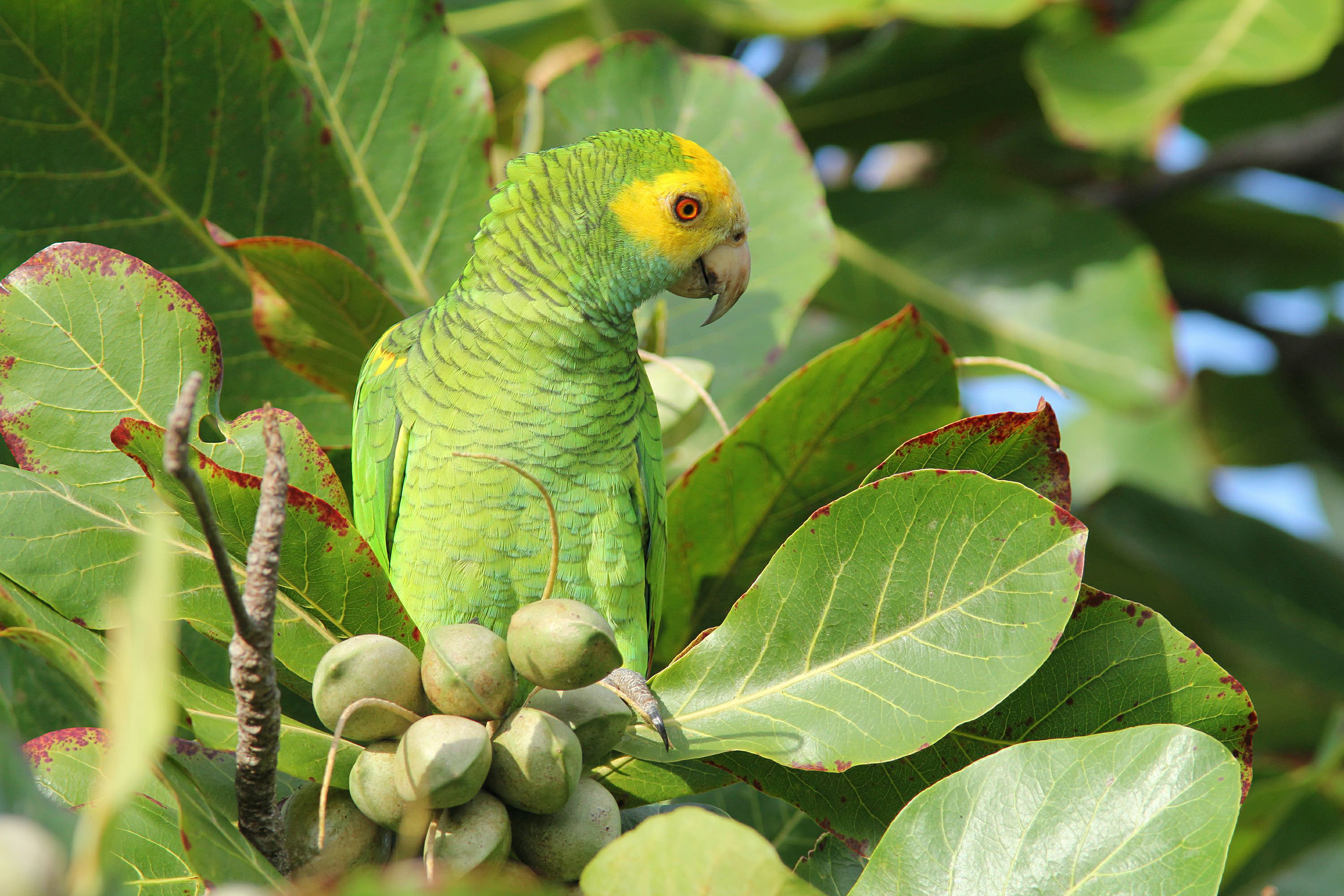 Bay Isle Home™ Belvoir Yellow-Shouldered Parrot, Bonaire by ...