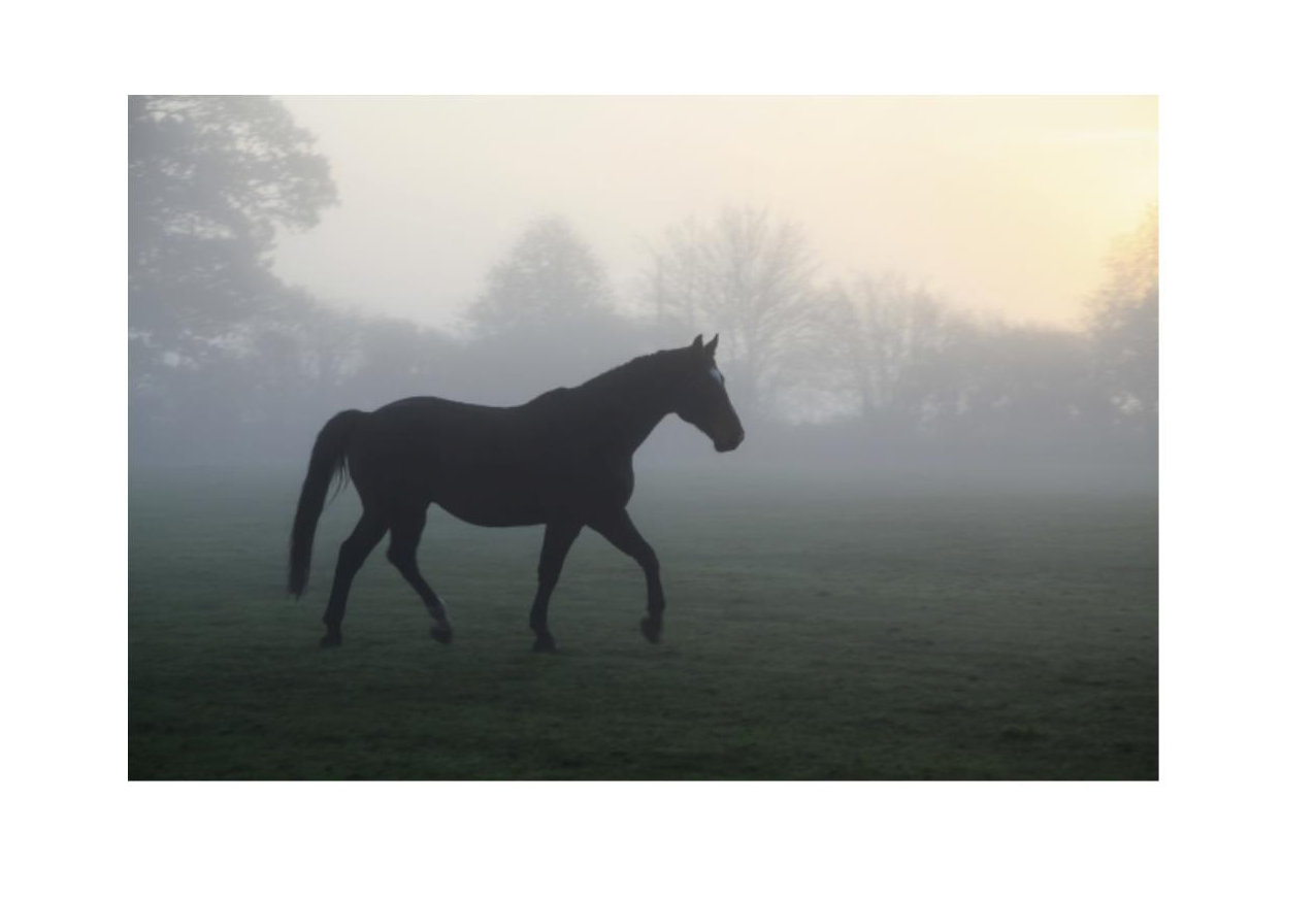 Chelsea Art Studio Misty Paddock by Bill Philip - Wrapped Canvas ...