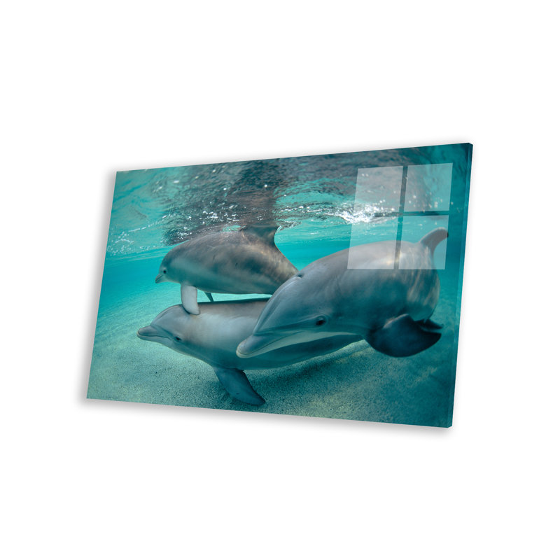 Dovecove Greenridge Bottlenose Dolphin Underwater Trio, Hawaii On ...