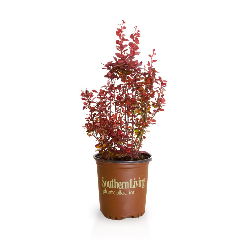 Southern Living Plant Collection 2.5 Qt. Orange Rocket Barberry ...
