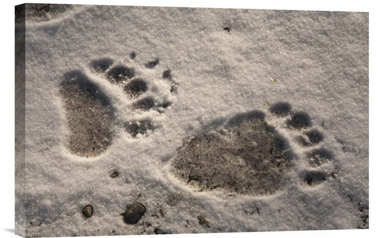 East Urban Home 'Grizzly Bear Front and Back Paw Prints' Photographic ...