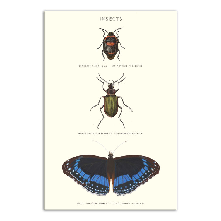 Rosalind Wheeler Vintage Bug Diagram II On Canvas Print - Wayfair Canada