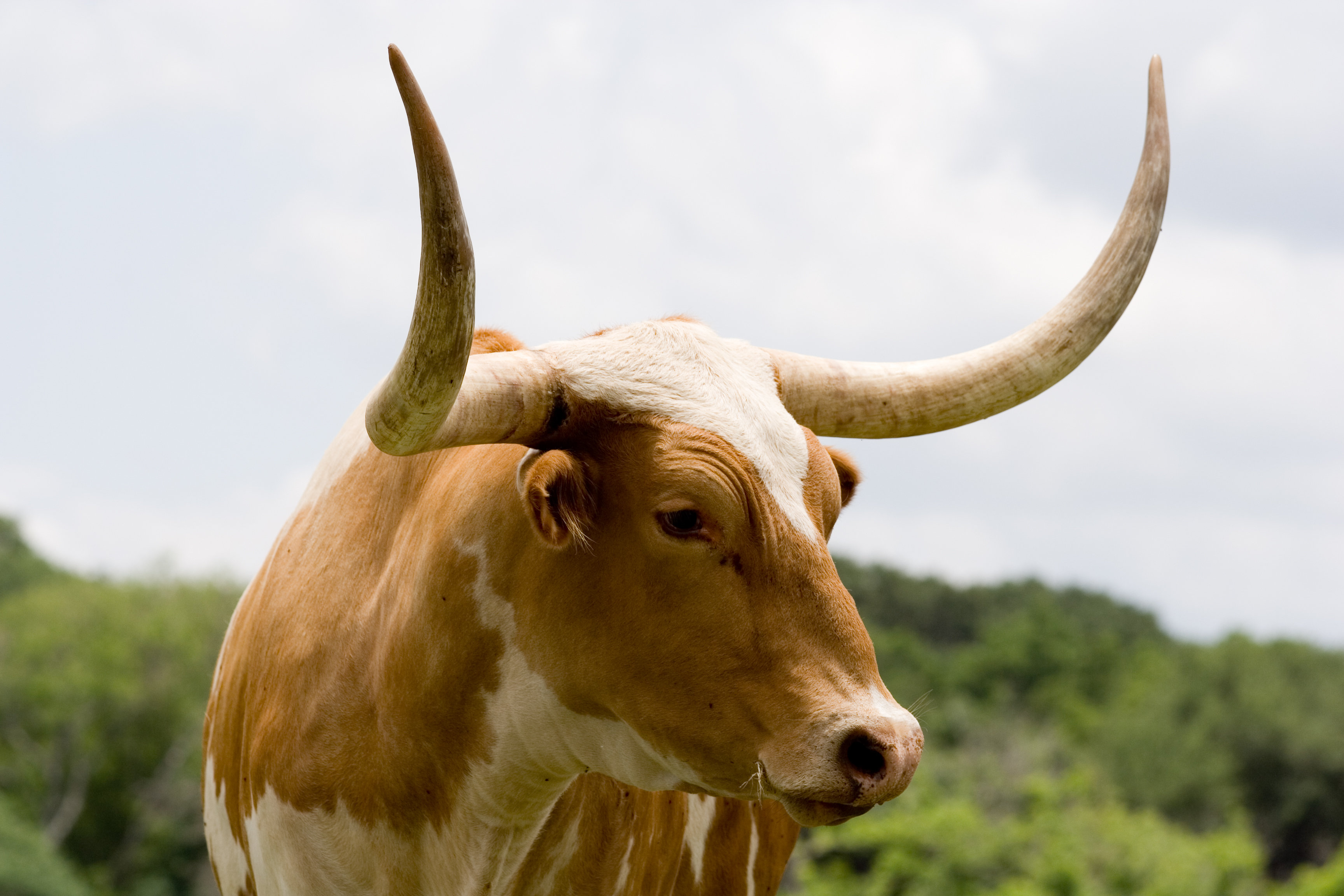 Union Rustic Texas Longhorn - Wayfair Canada