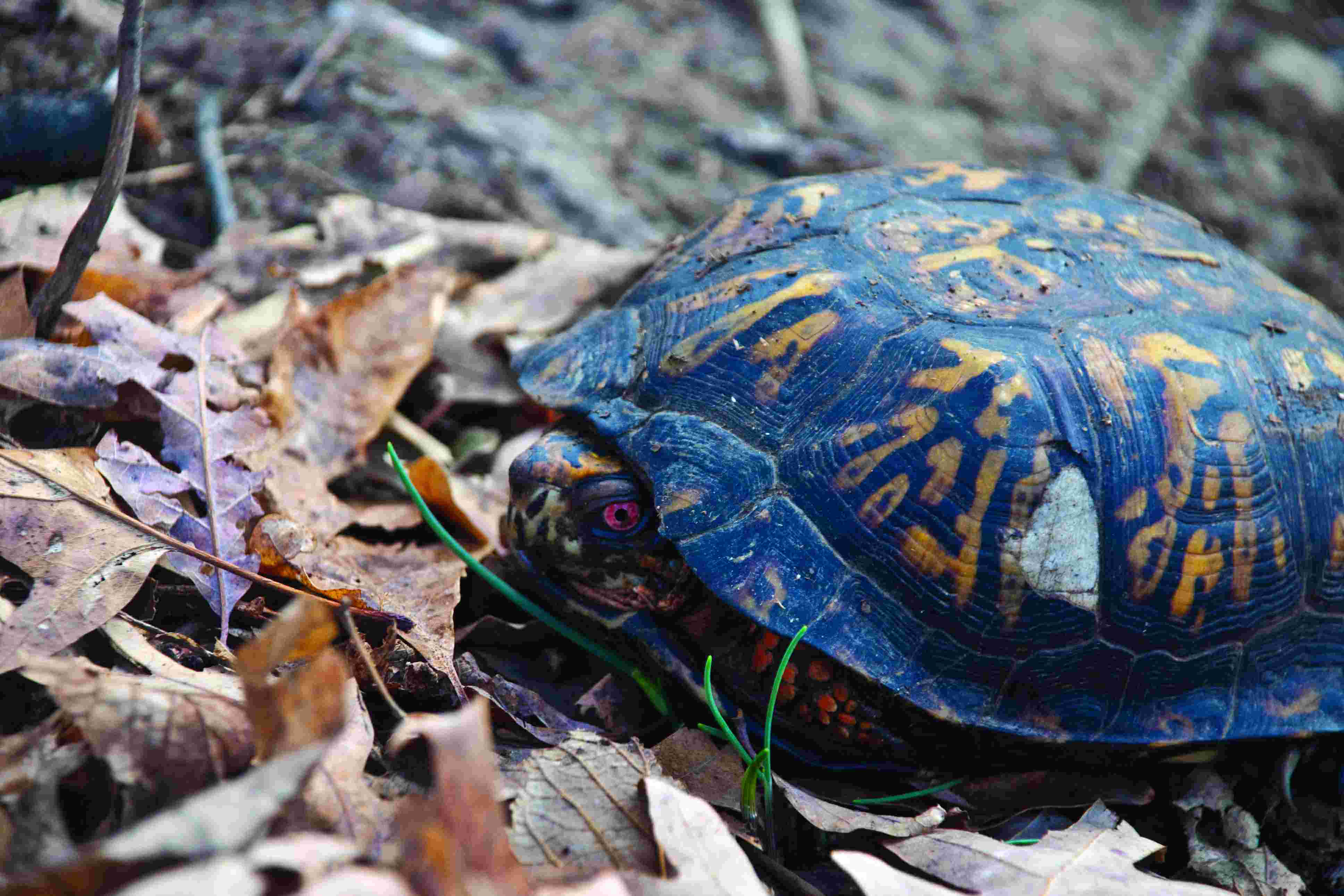 Bay Isle Home™ Turtle Turtle - Wrapped Canvas Photograph | Wayfair