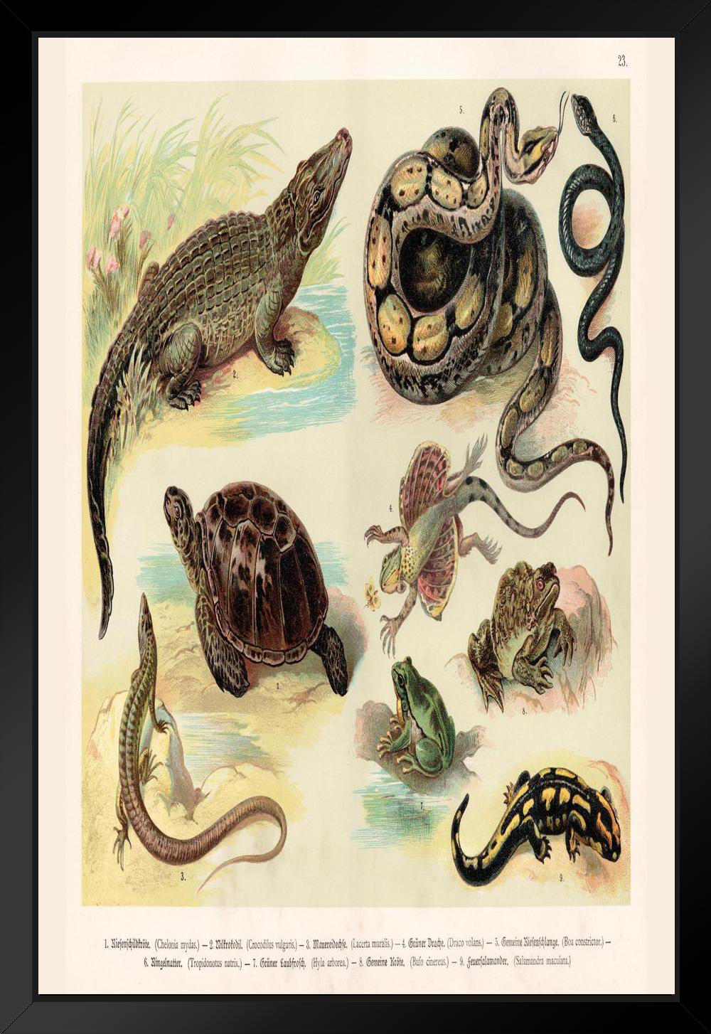 Rosalind Wheeler Reptiles Lithograph 1888 Vintage Biology Poster ...