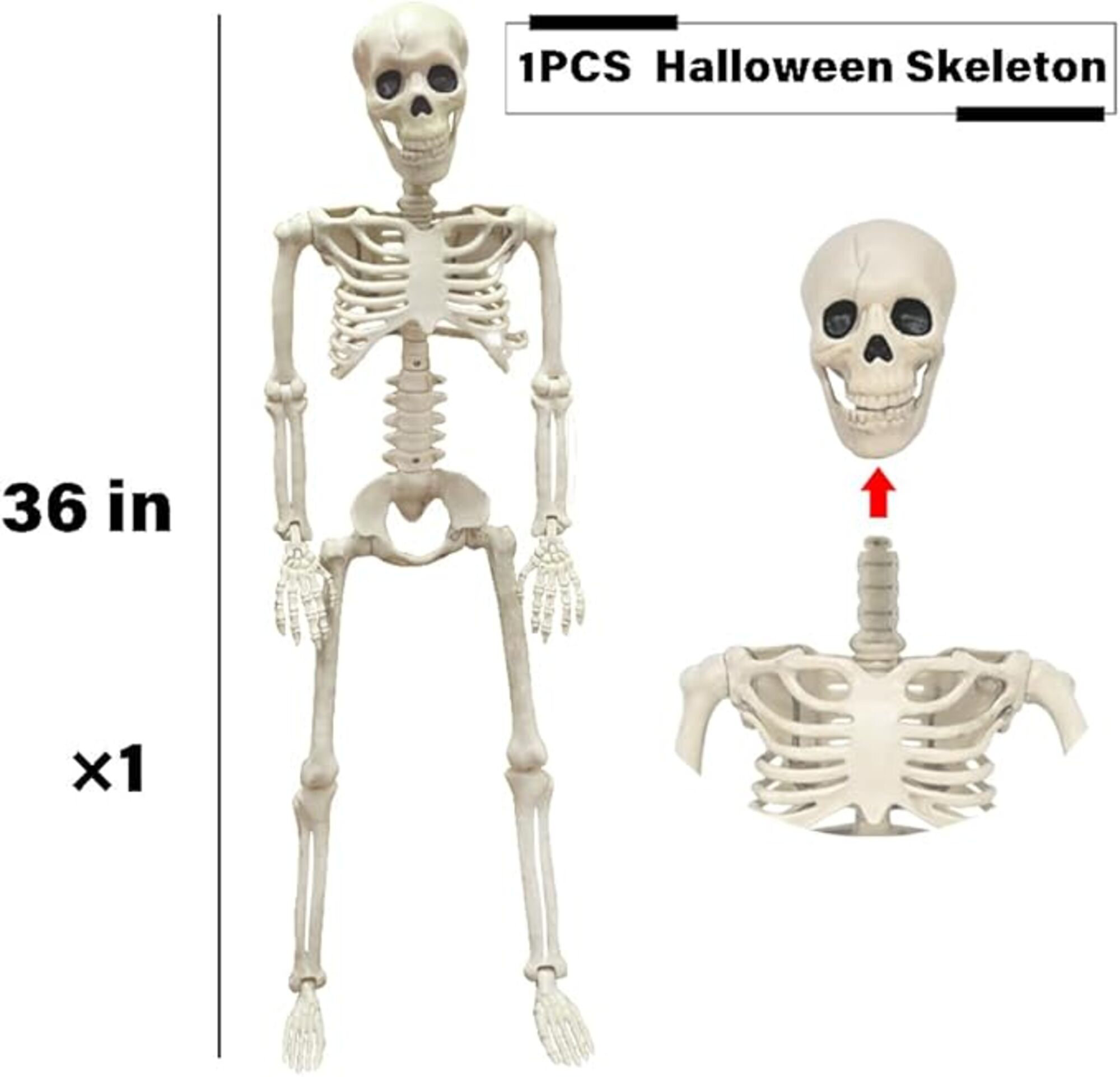 Ebern Designs 36" Skeleton Halloween Decorations, 3FT Realistic Full ...