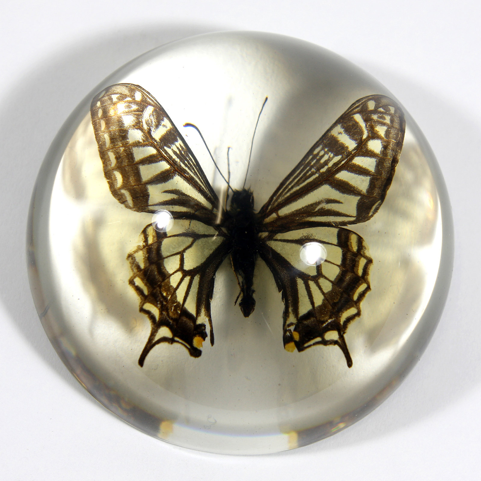 Rosalind Wheeler Ratley Asian Swallowtail Butterfly Dome Paperweight ...