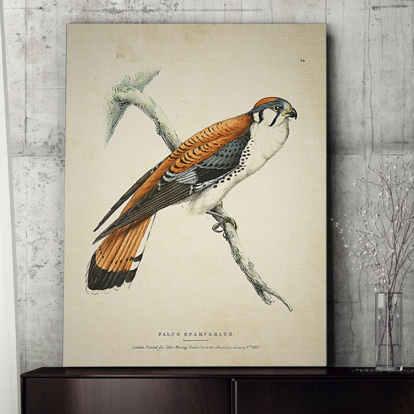 Charlton Home® 'Aviary Plate VI' Graphic Art Print on Wrapped Canvas ...