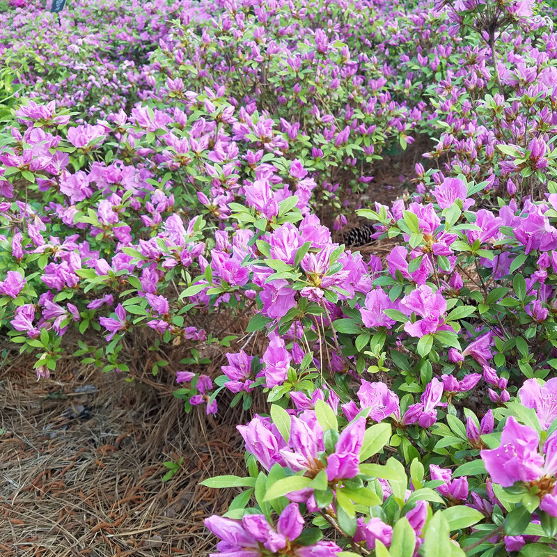 Encore Azalea 1 Gallon Autumn Lilac Encore Azalea - Compact Reblooming ...