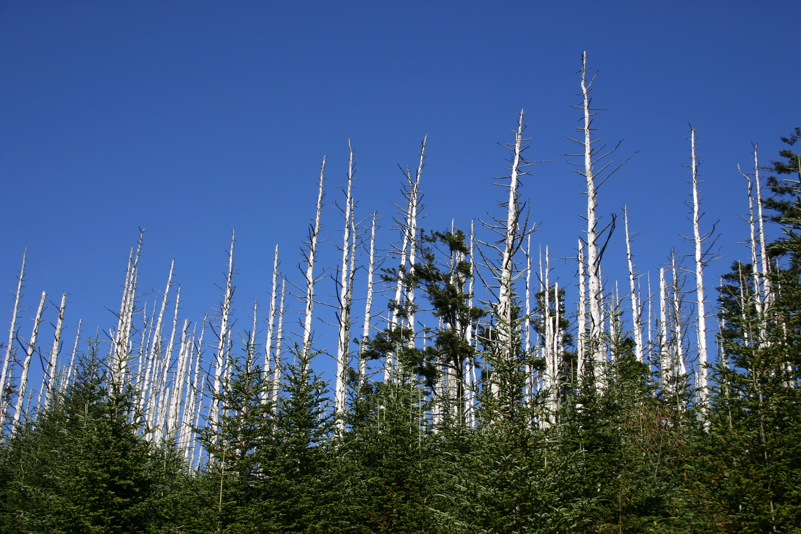 Union Rustic Devastation Of Eastern Hemlock | Wayfair.ie